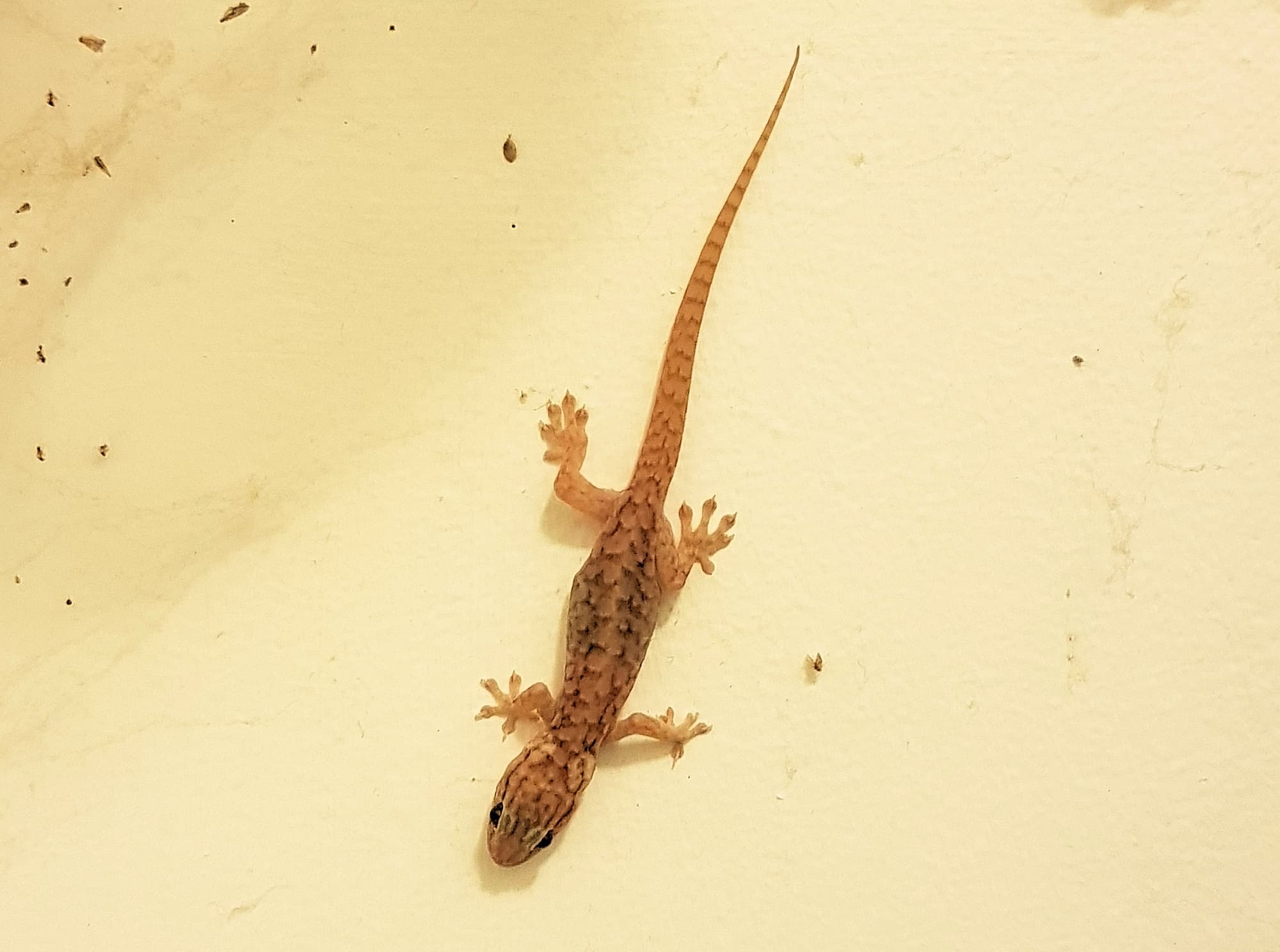 Eastern Tree Dtella – Ausemade