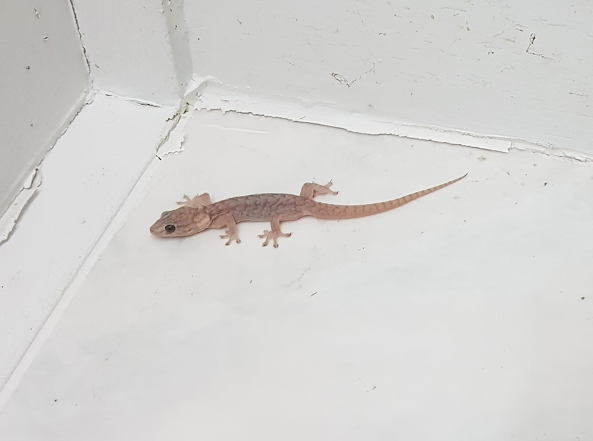 Eastern Tree Dtella – Ausemade