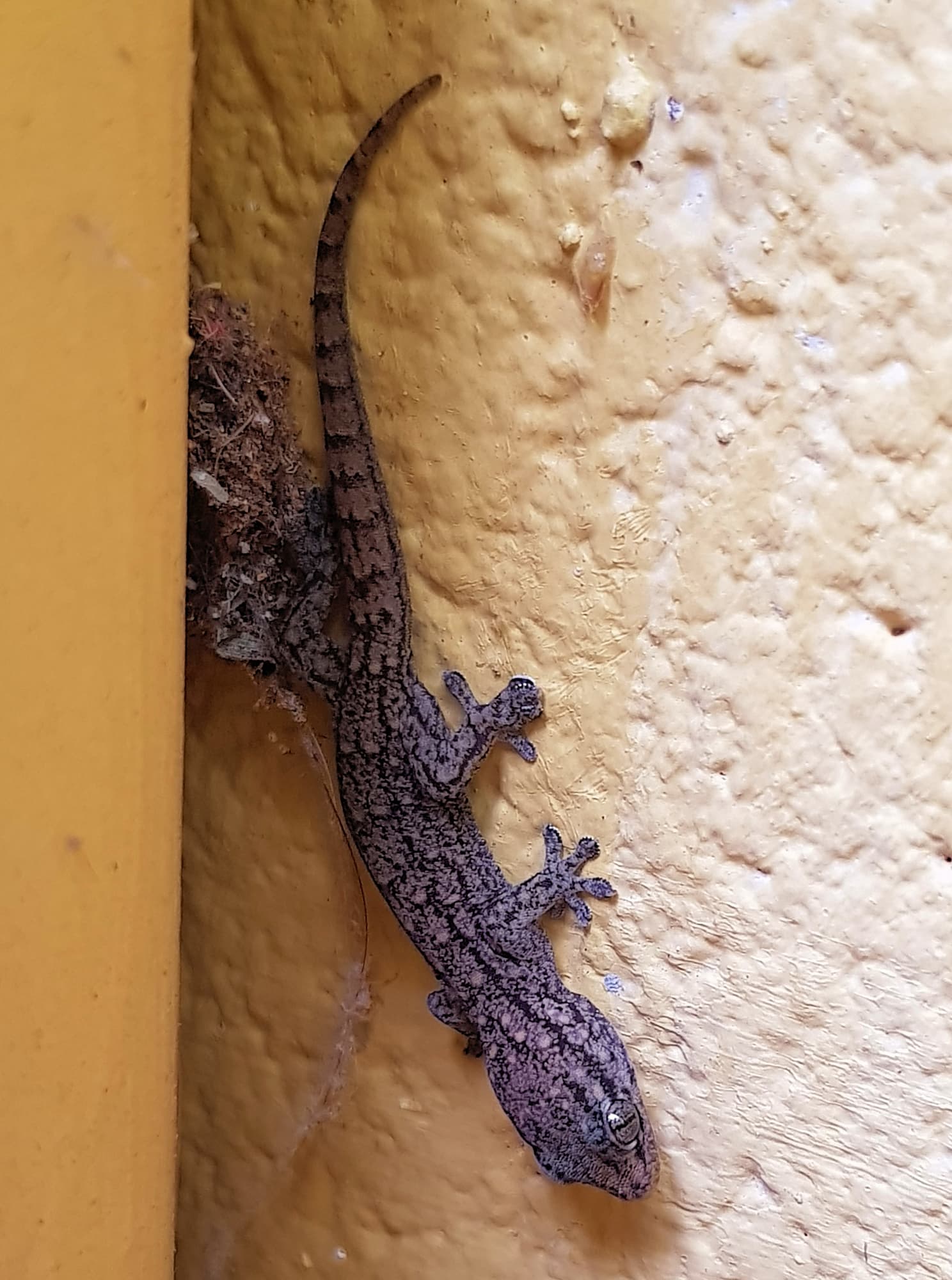 Eastern Tree Dtella – Ausemade