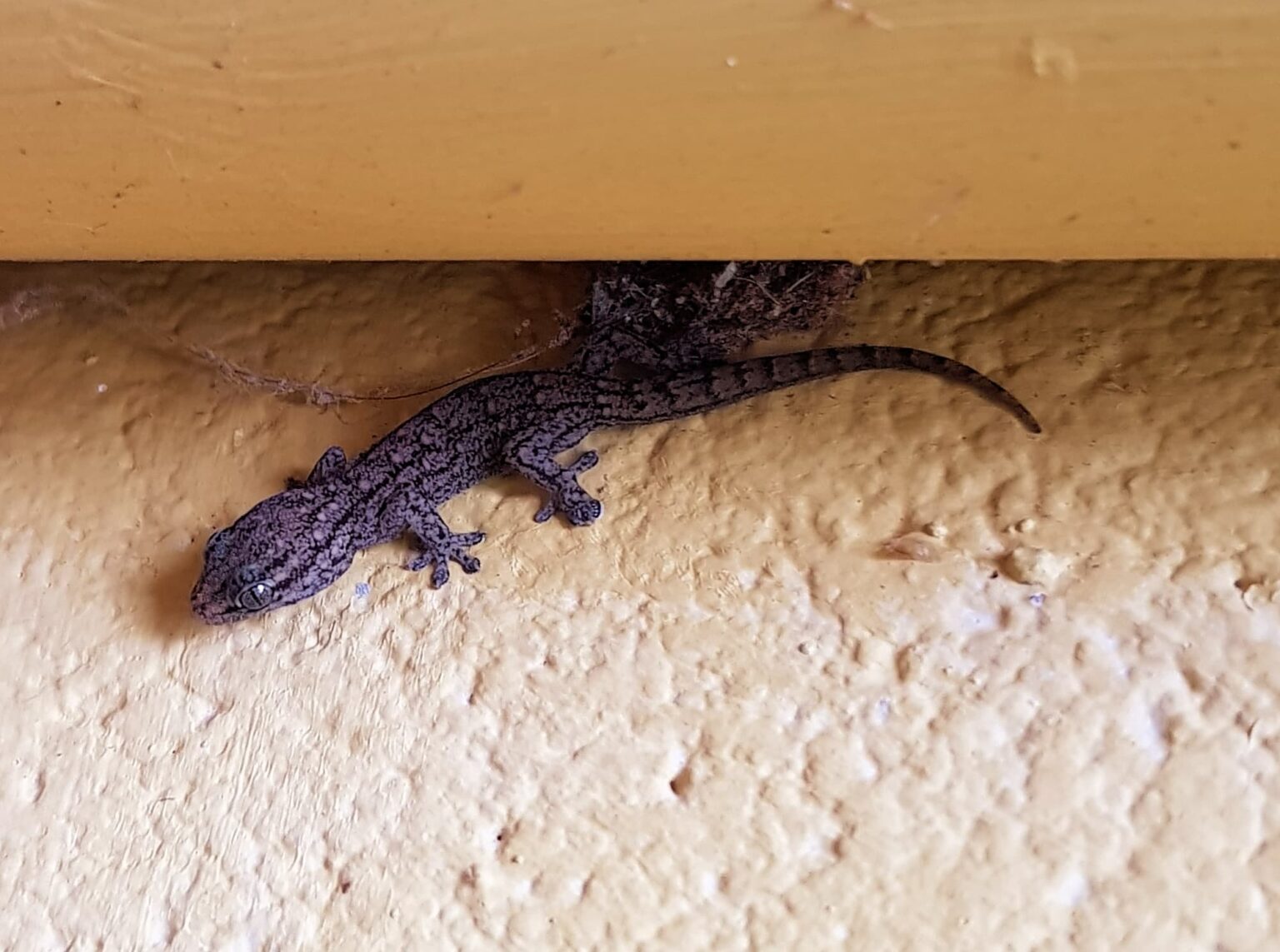 Eastern Tree Dtella – Ausemade