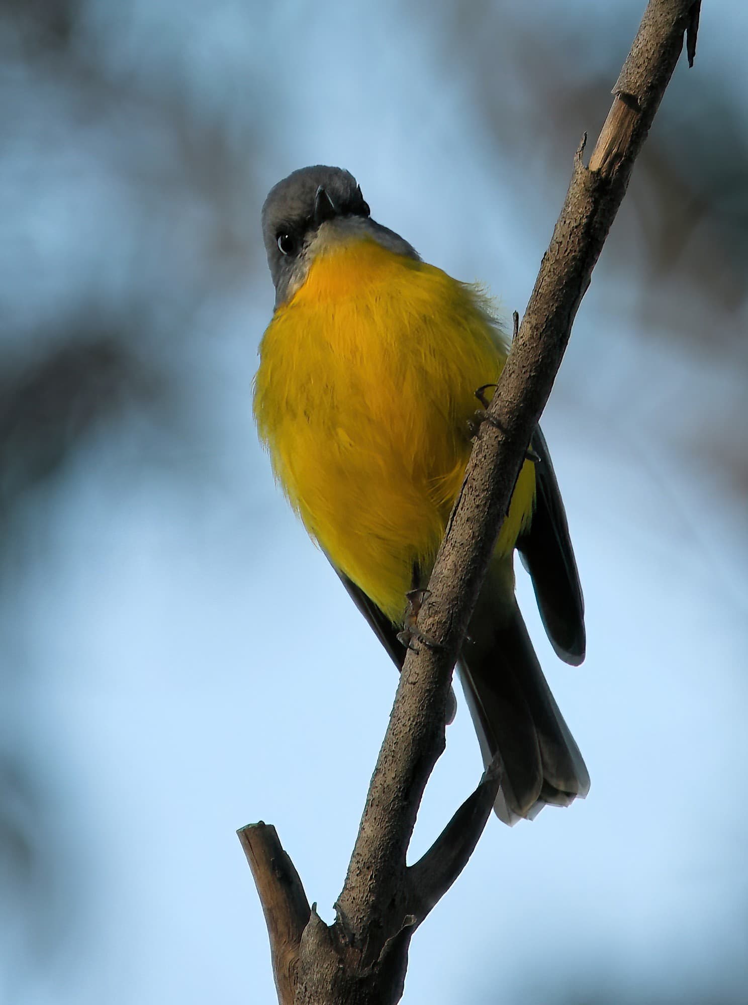 Eastern Yellow Robin – Ausemade