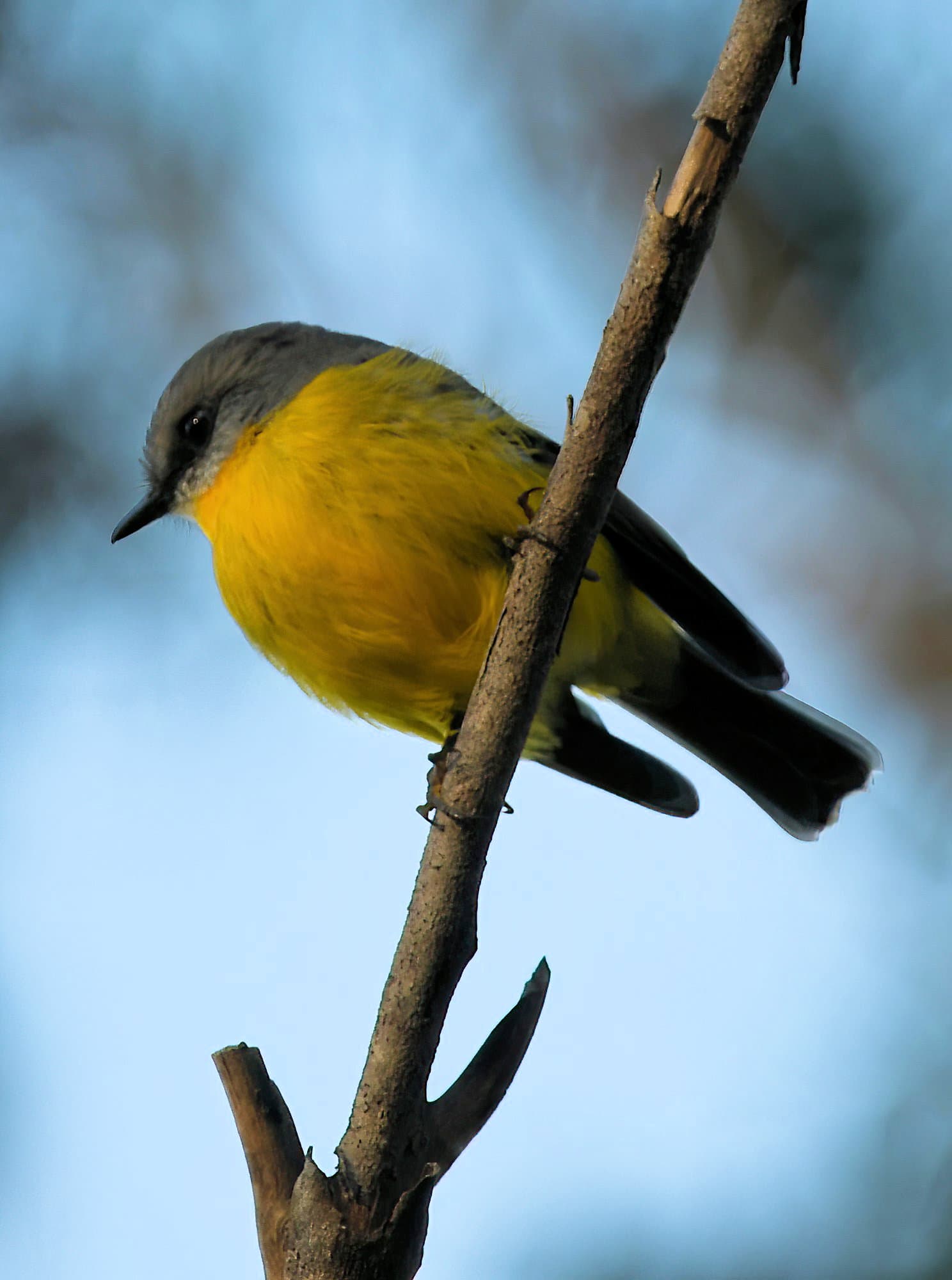 Eastern Yellow Robin – Ausemade