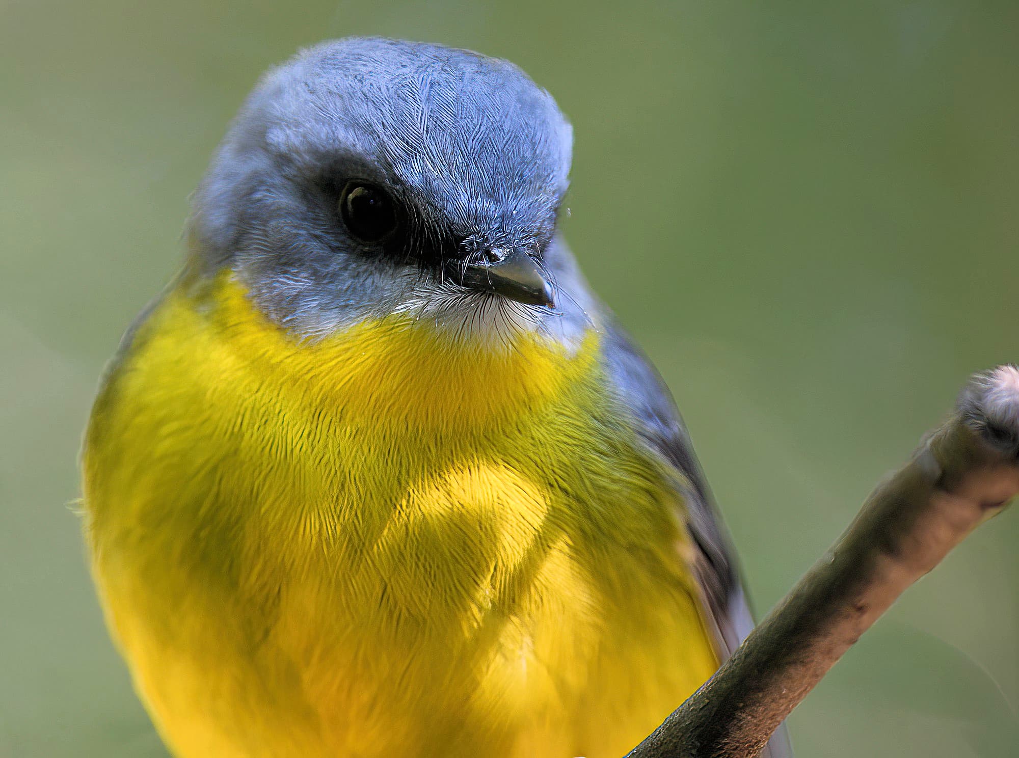 Eastern Yellow Robin – Ausemade