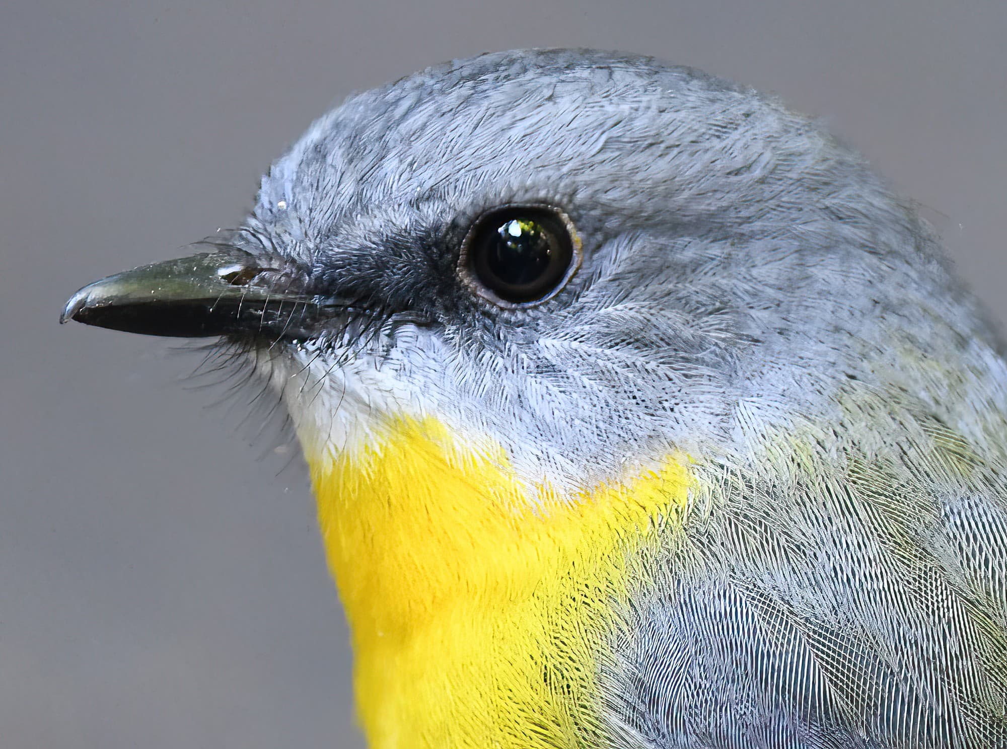 Eastern Yellow Robin – Ausemade
