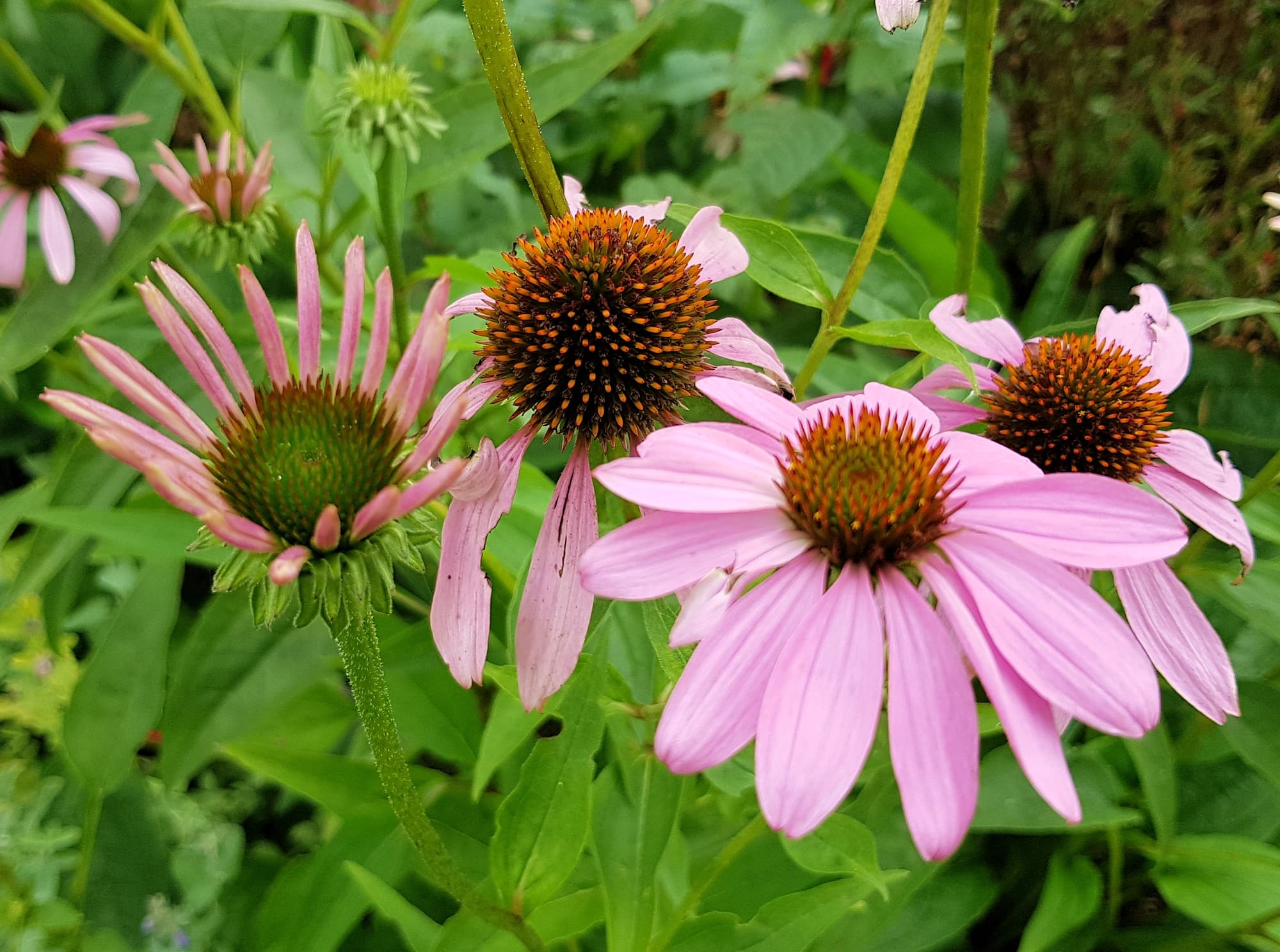 Purple Coneflower (Echinacea purpurea) – Ausemade