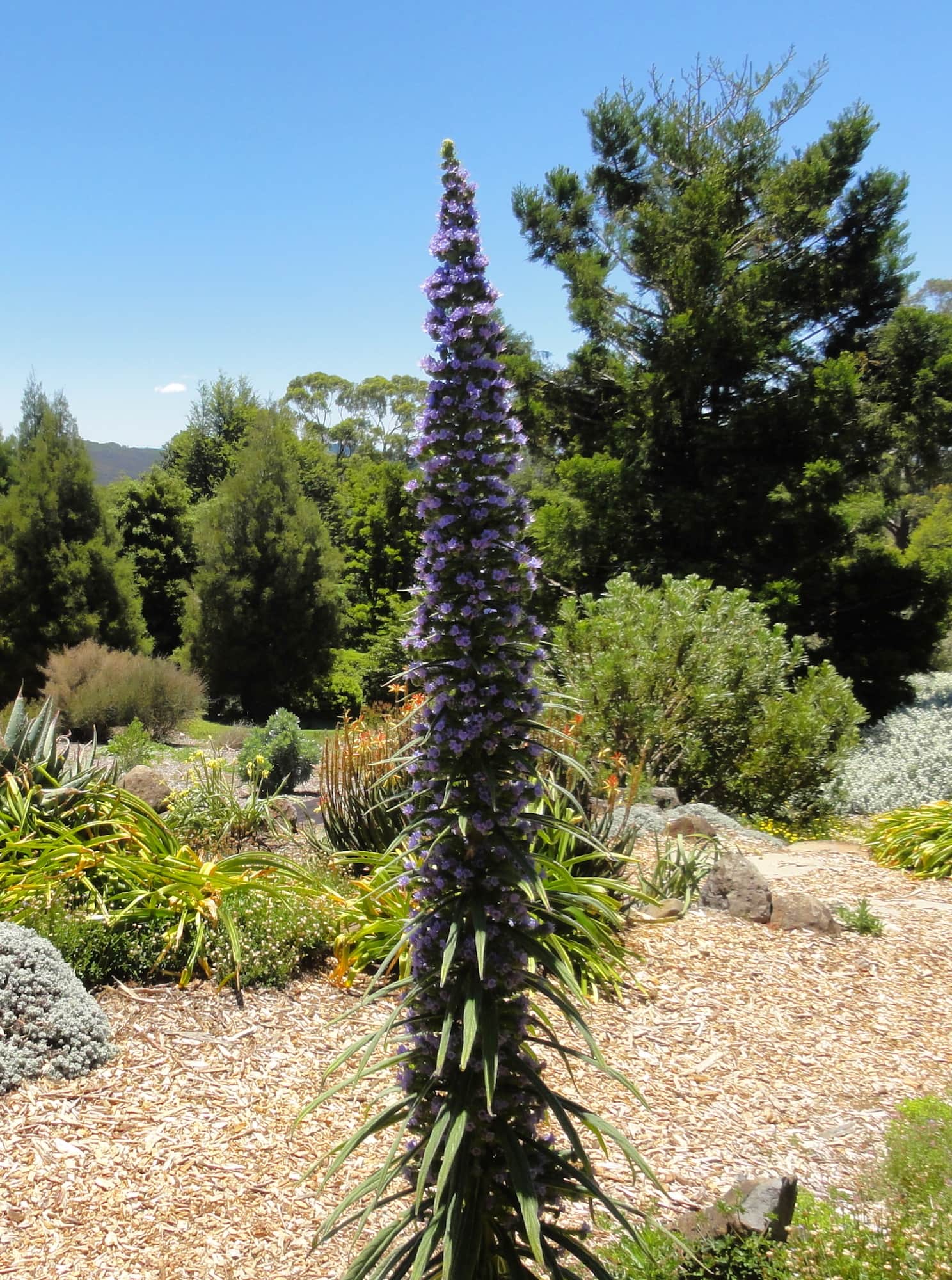 Echium Pininana – Ausemade