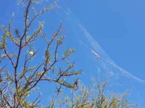 Araneidae — Orb Weavers – Ausemade