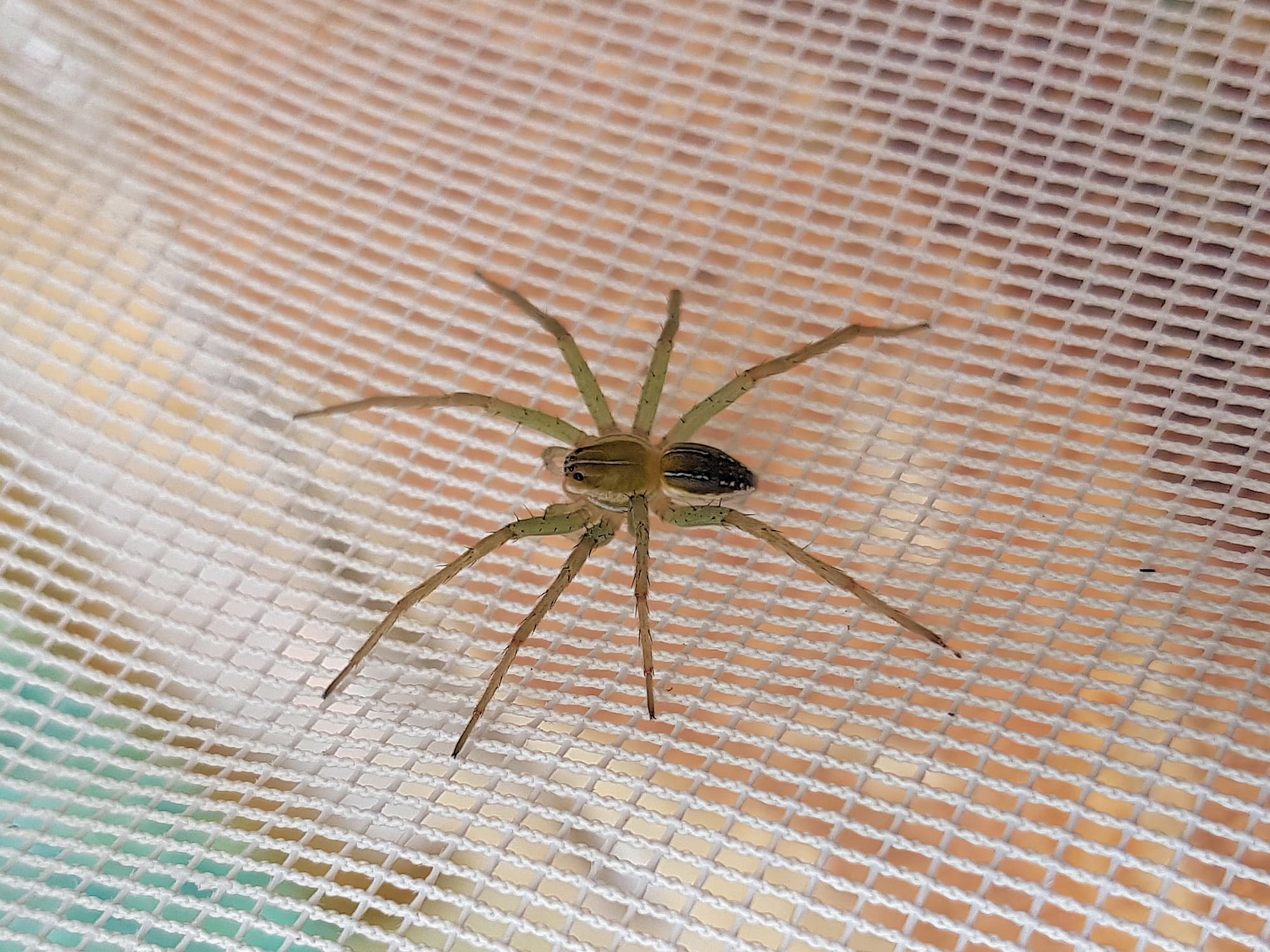 Elegant Water Spider (Dolomedes facetus) – Ausemade