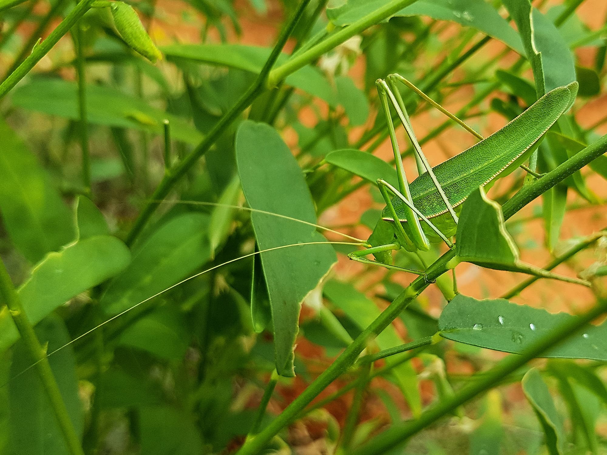 Elephantodeta – Ausemade