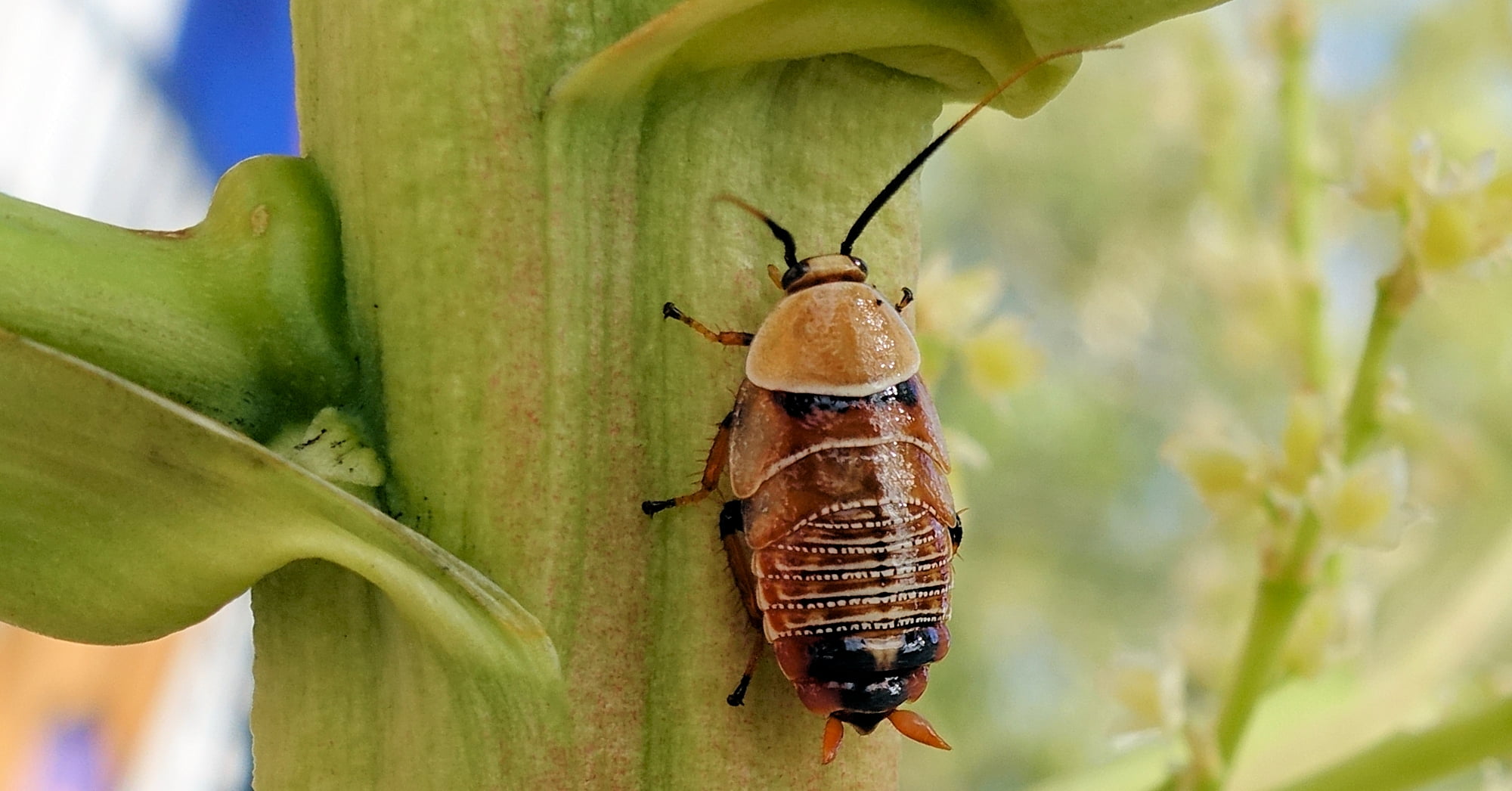 Bush Cockroach – Ausemade