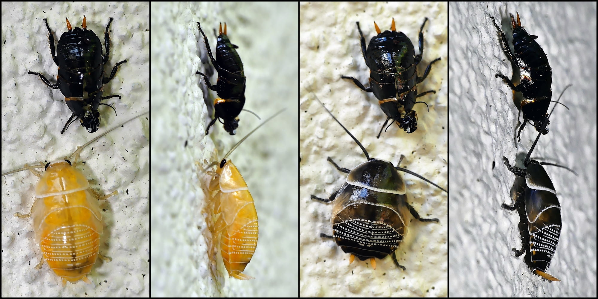 Ellipsidion – Ausemade