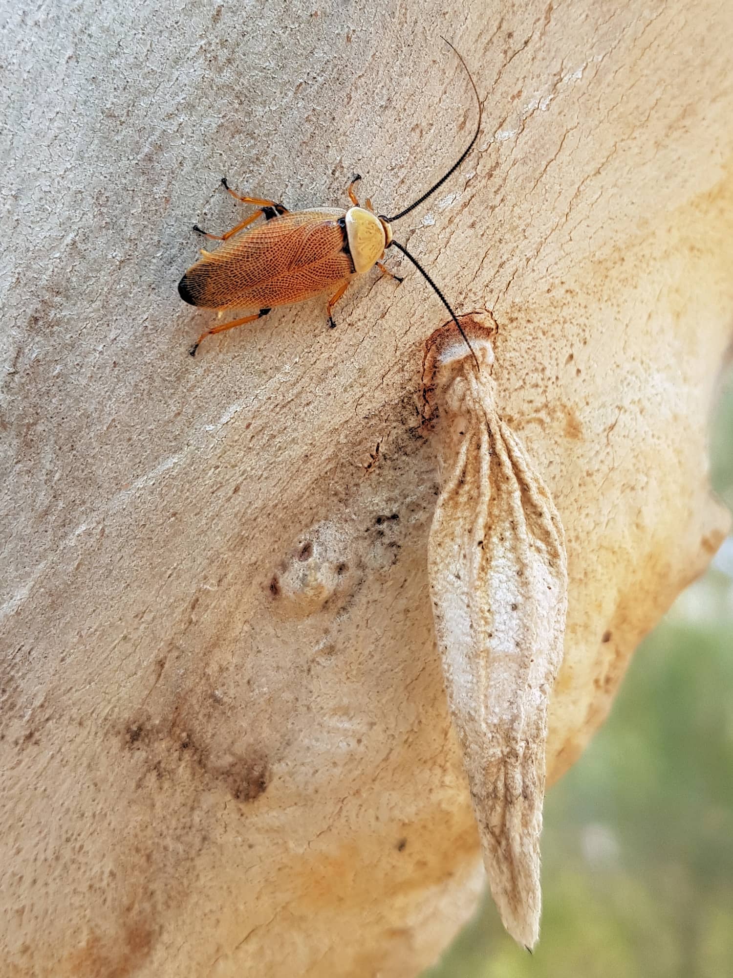 Bush Cockroach (Ellipsidion humarale) – Ausemade