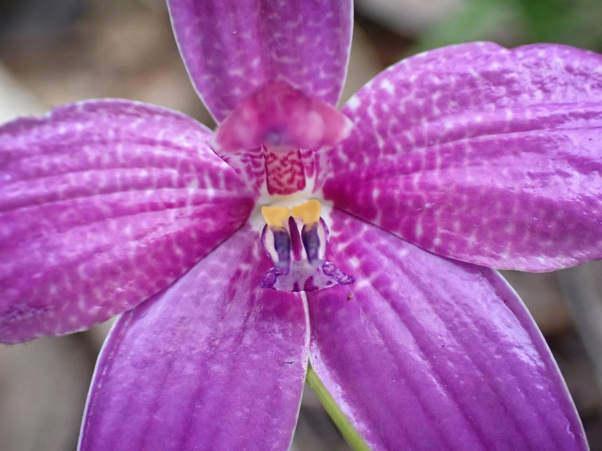 Elythranthera emarginata (Pink Enamel Orchid) – Ausemade