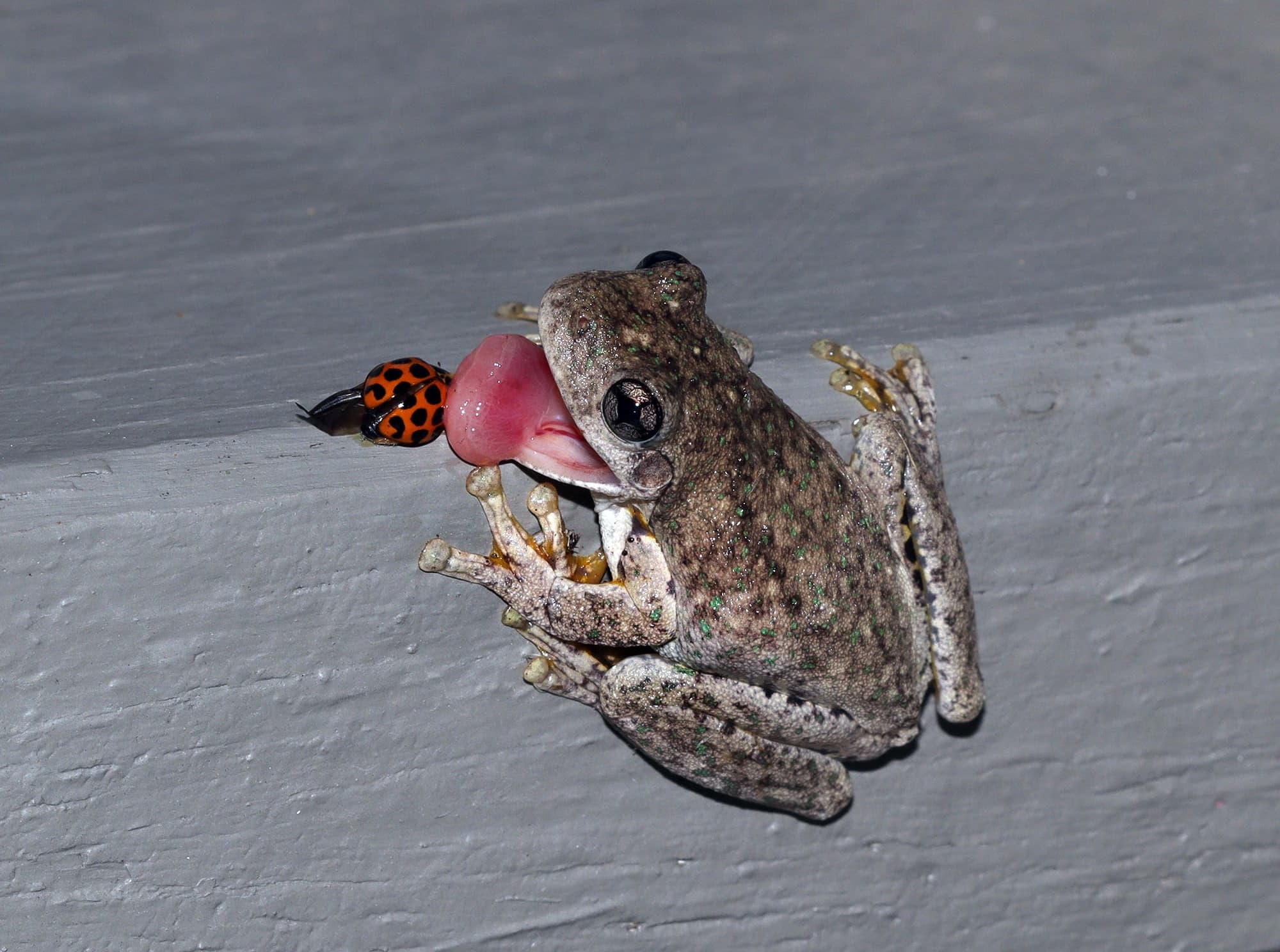 Peron’s Tree Frog QLD – Ausemade