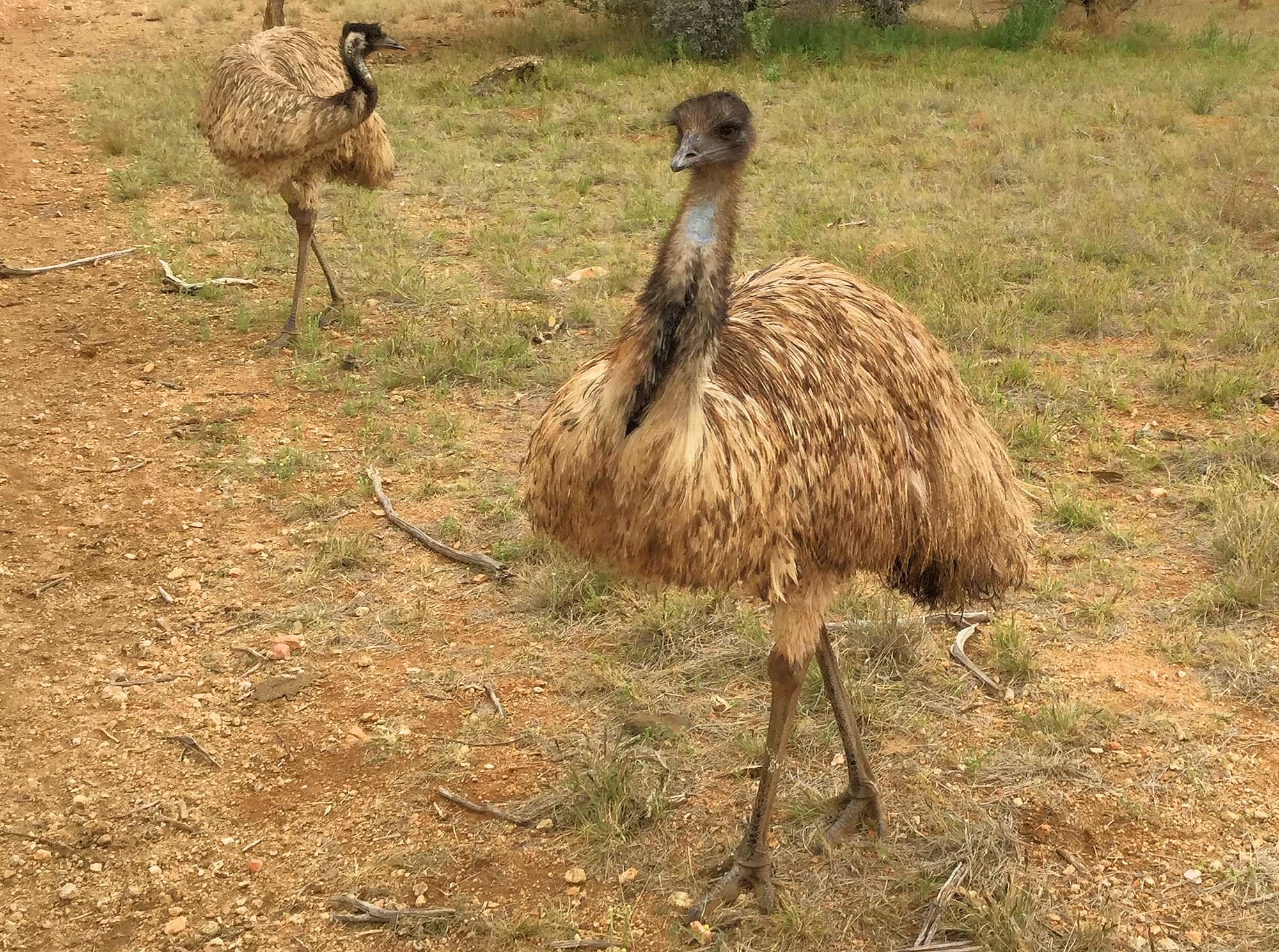 Emu (Dromaius novaehollandiae) – Ausemade