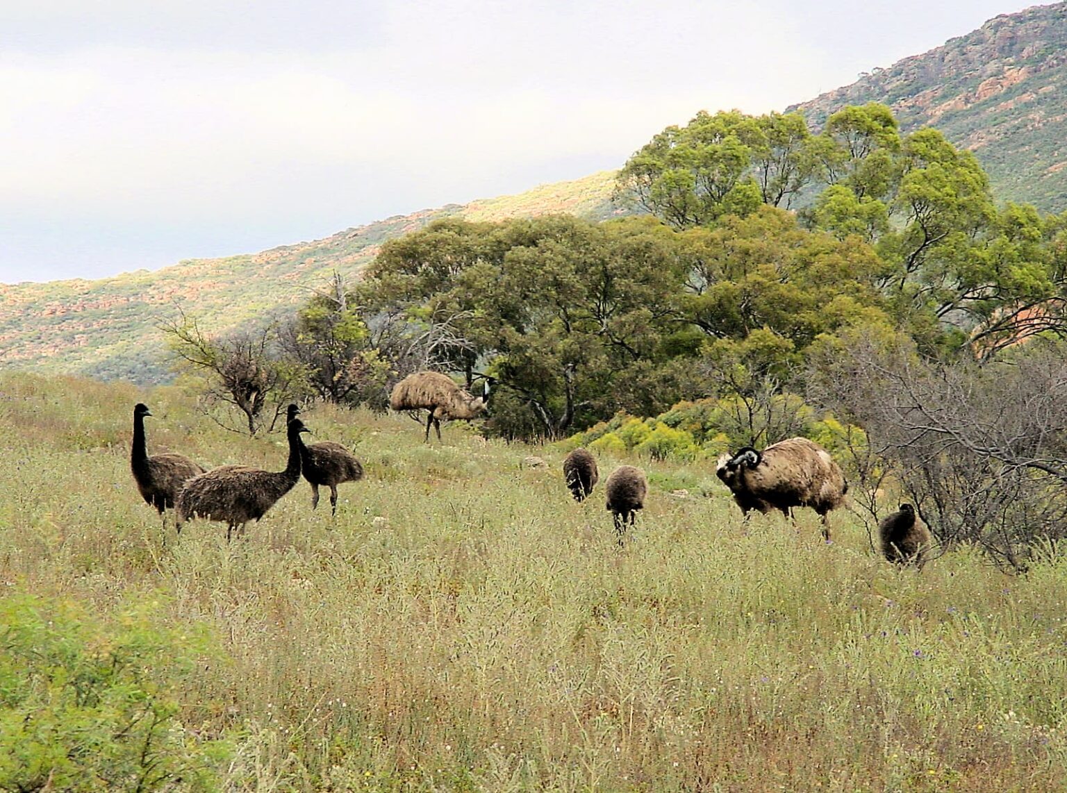 Flinders Ranges & Outback – Ausemade