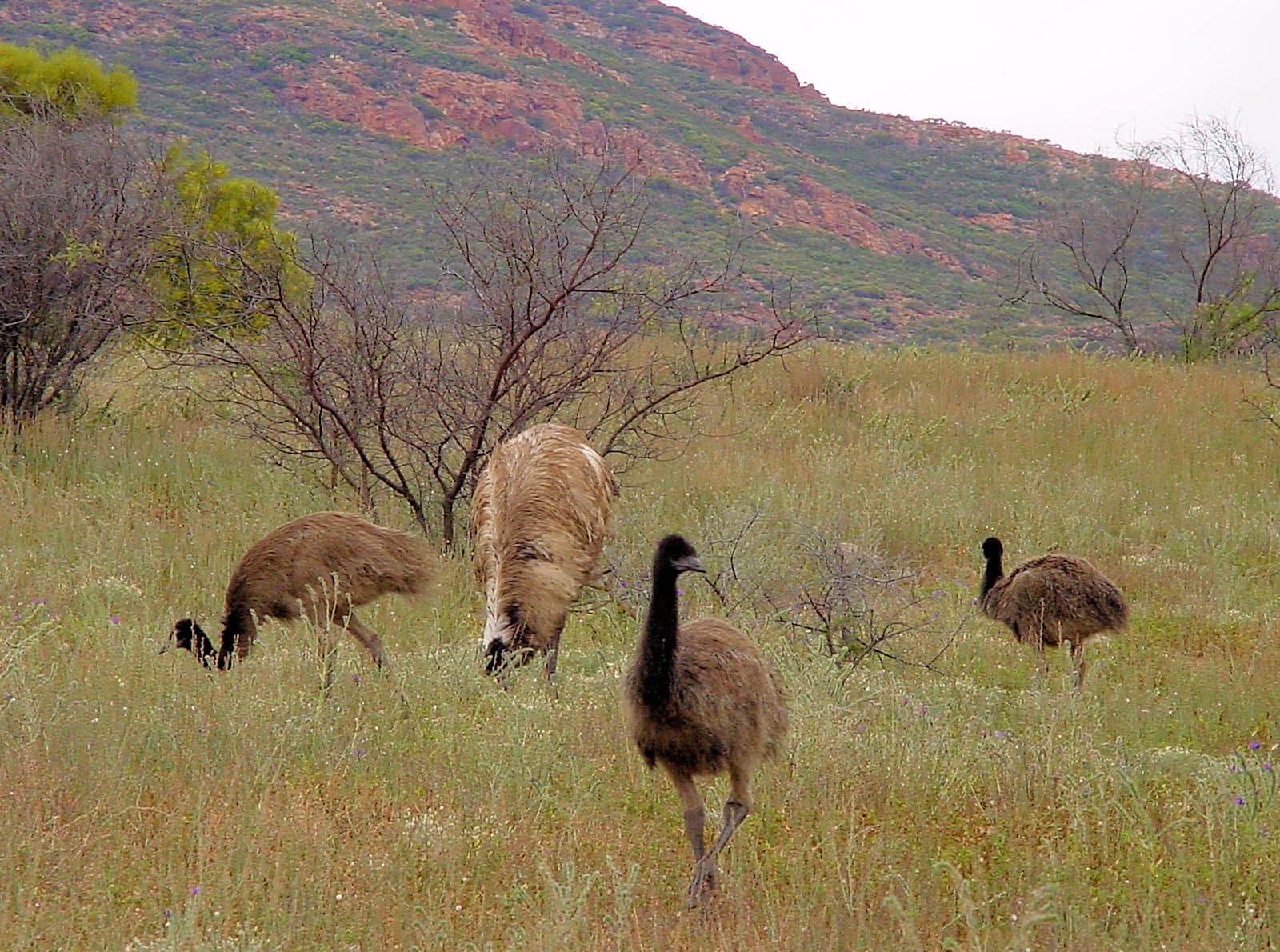 Emu – Ausemade