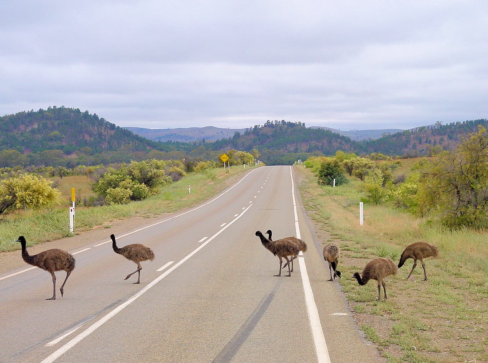 Emu (Dromaius novaehollandiae) – Ausemade