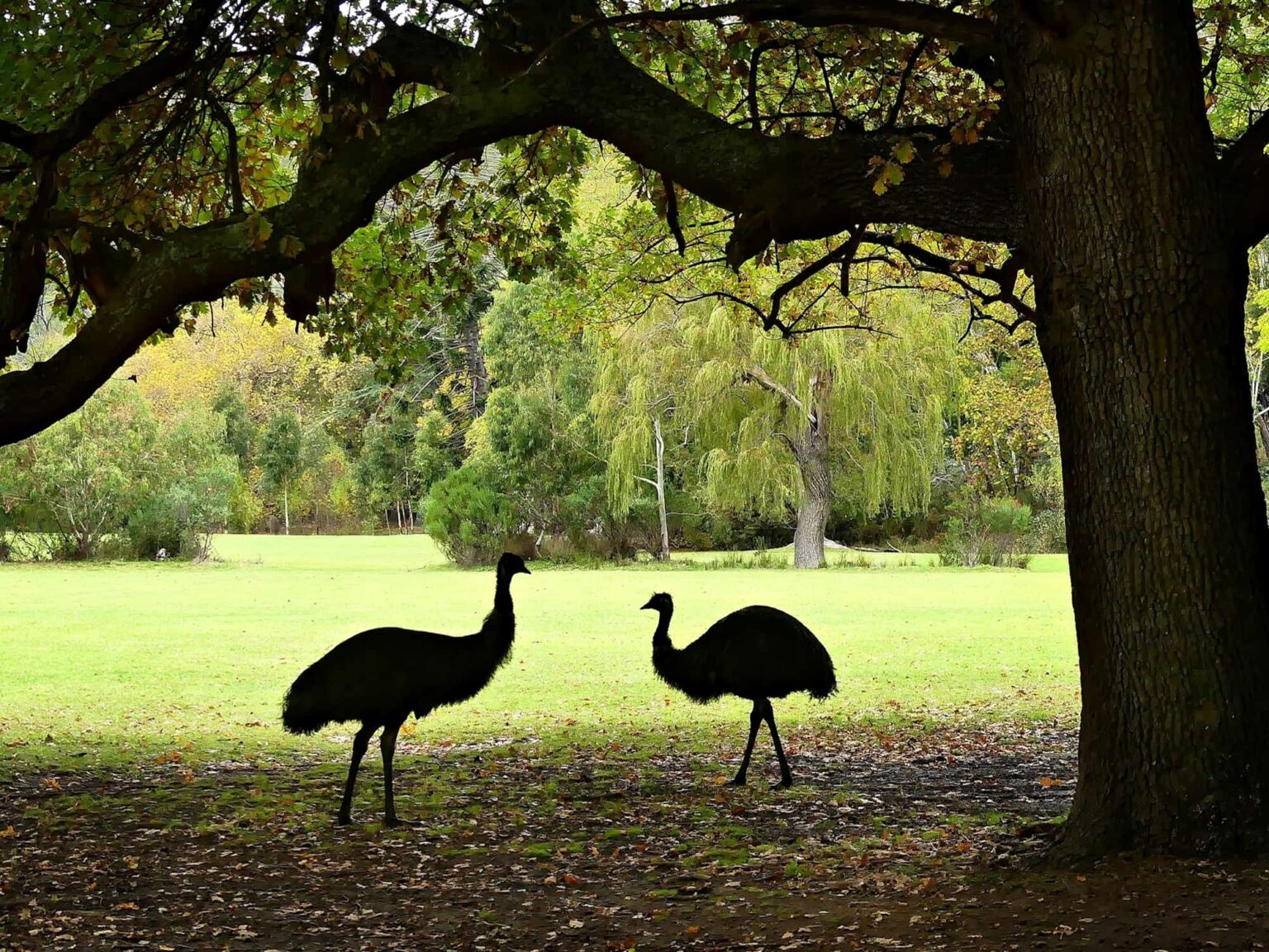 Belair National Park Fauna – Ausemade