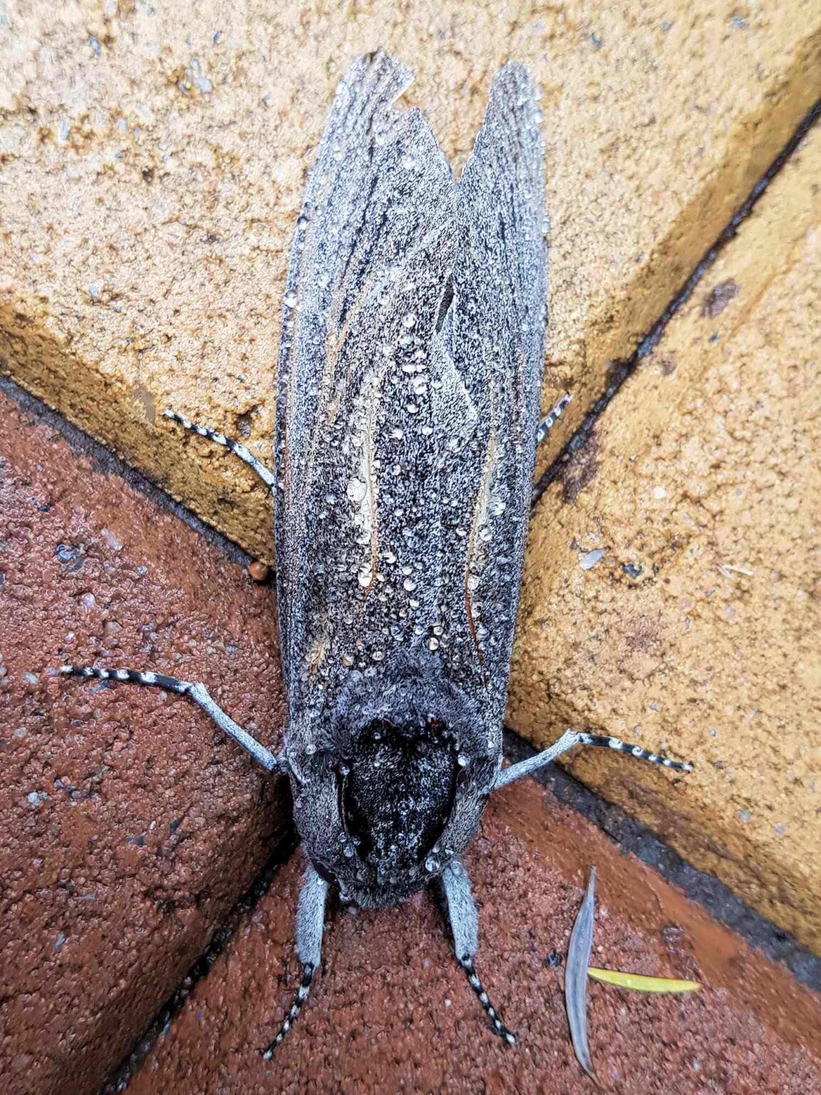 Endoxyla cinereus (Carpenter Moth) – Ausemade