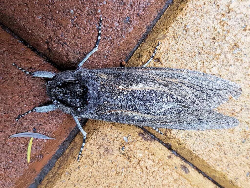 Endoxyla cinereus (Carpenter Moth) – Ausemade