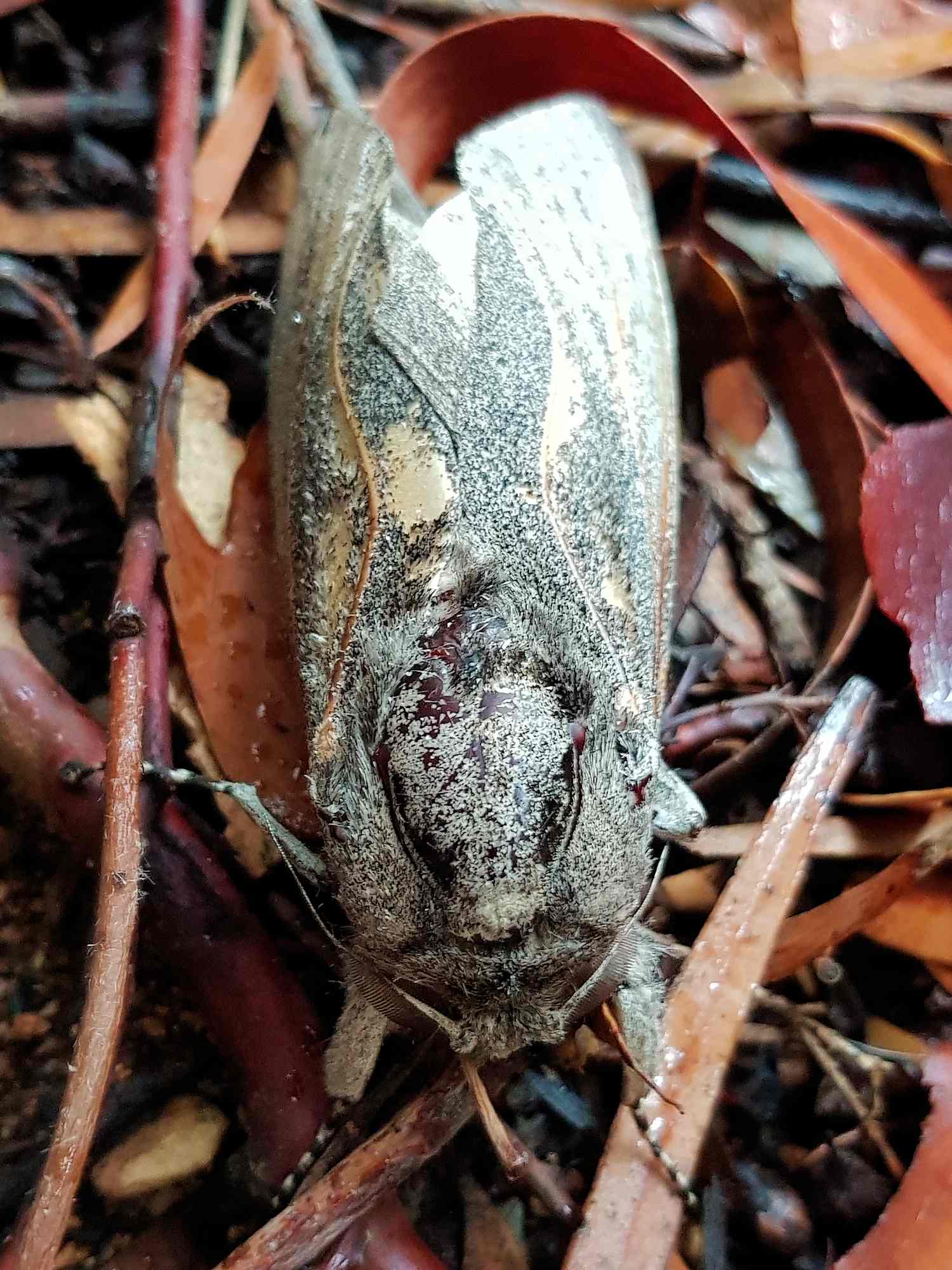 Carpenter Moth (Endoxyla cinereus) – Ausemade