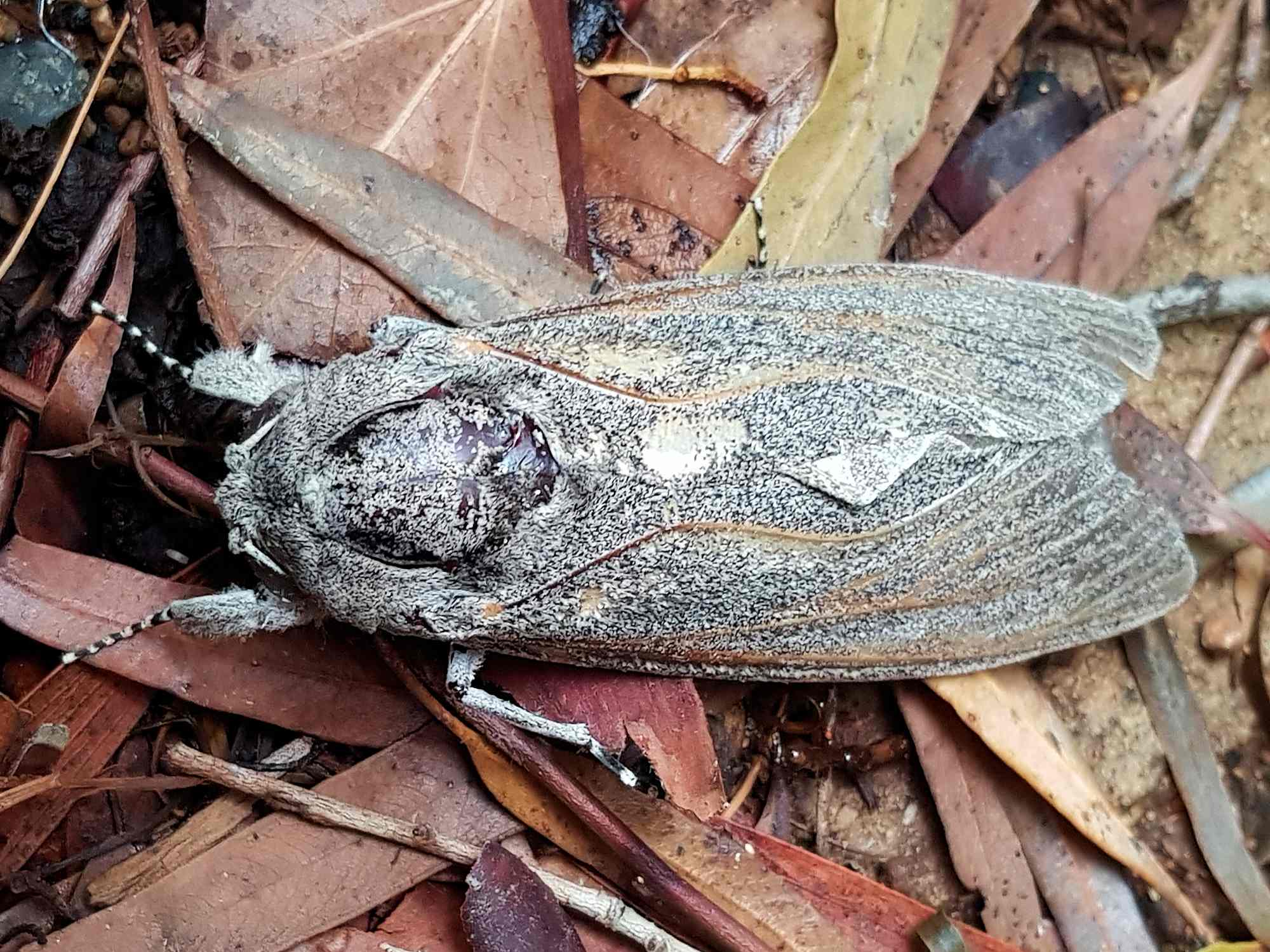 Carpenter Moth (Endoxyla cinereus) – Ausemade