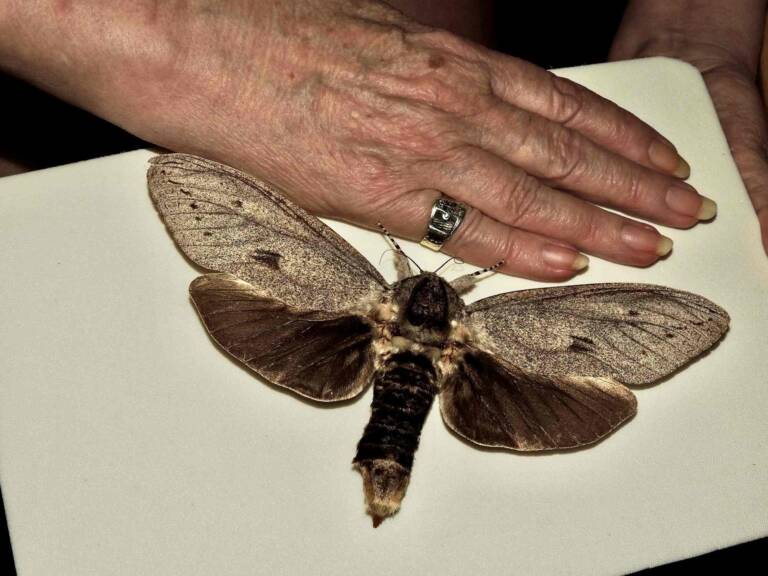 Endoxyla cinereus (Carpenter Moth) – Ausemade