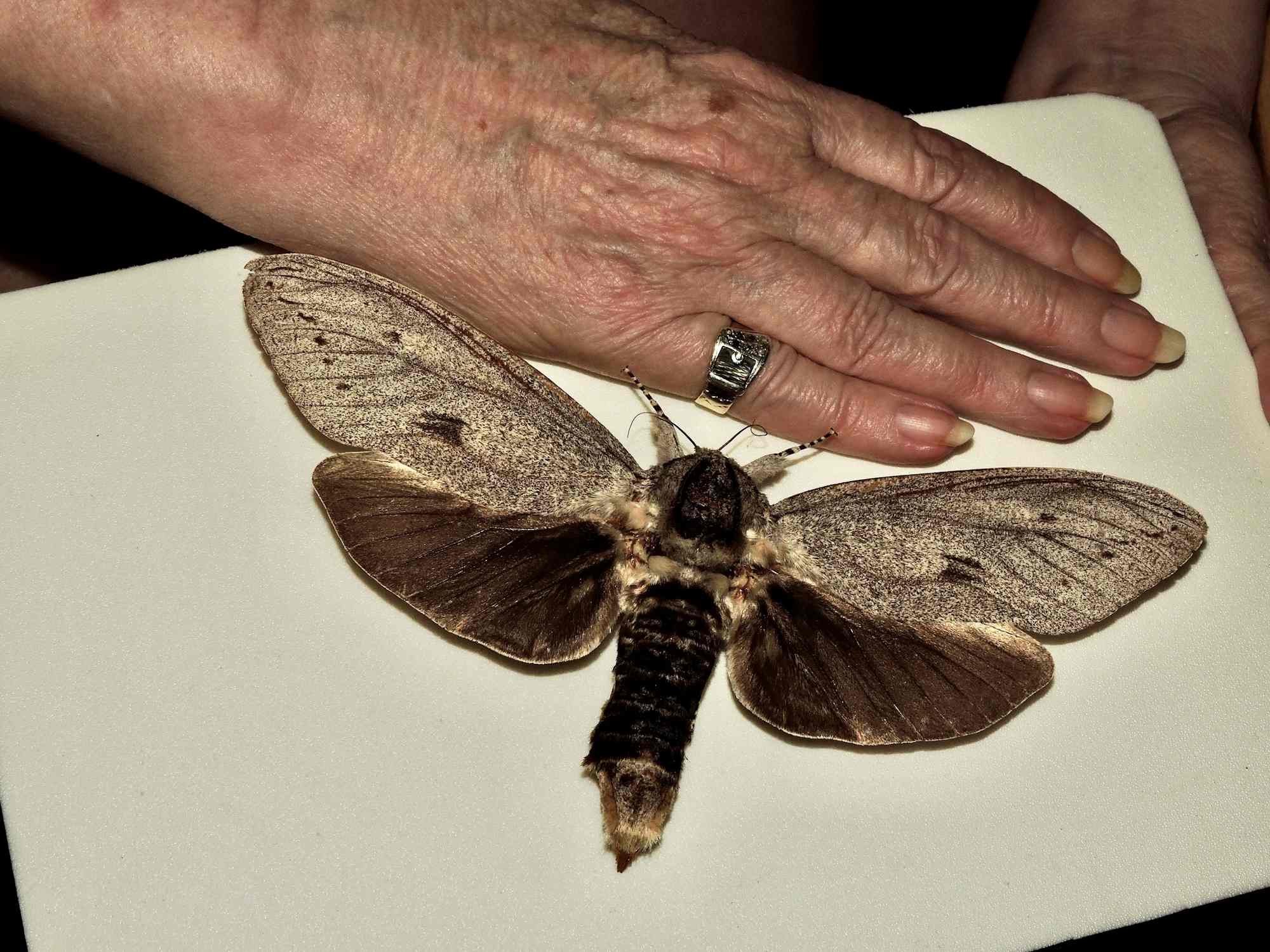 Endoxyla cinereus (Carpenter Moth) – Ausemade