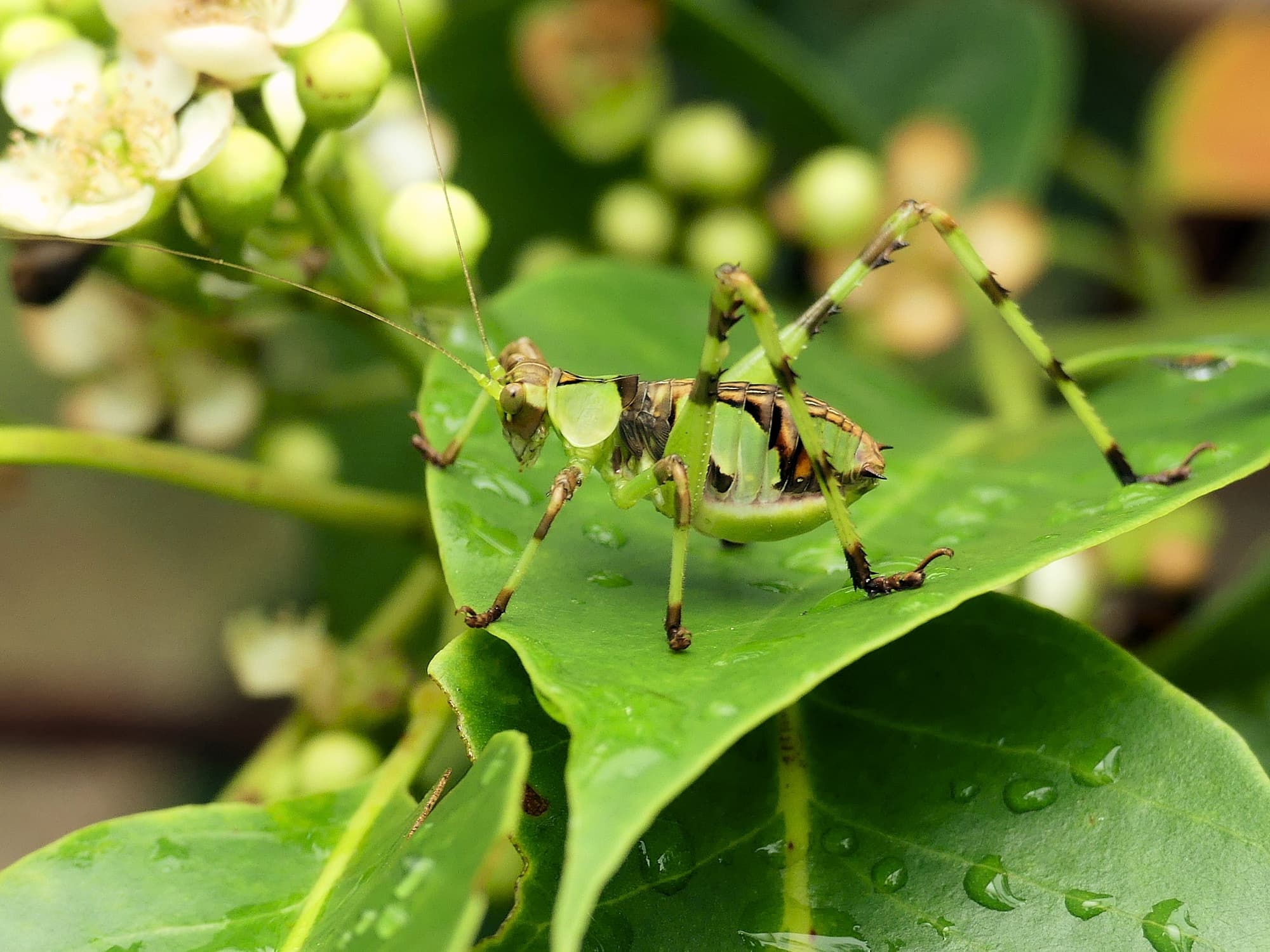Katydids (family Tettigoniidae) – Ausemade