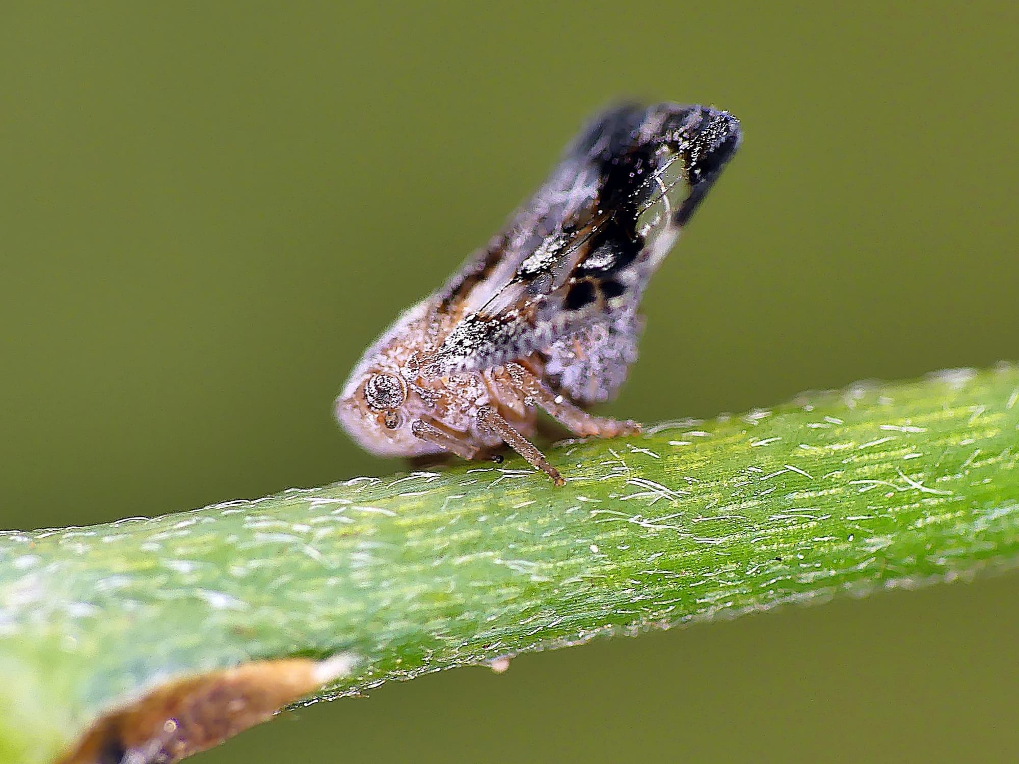 Epithalamium aziola – Ausemade