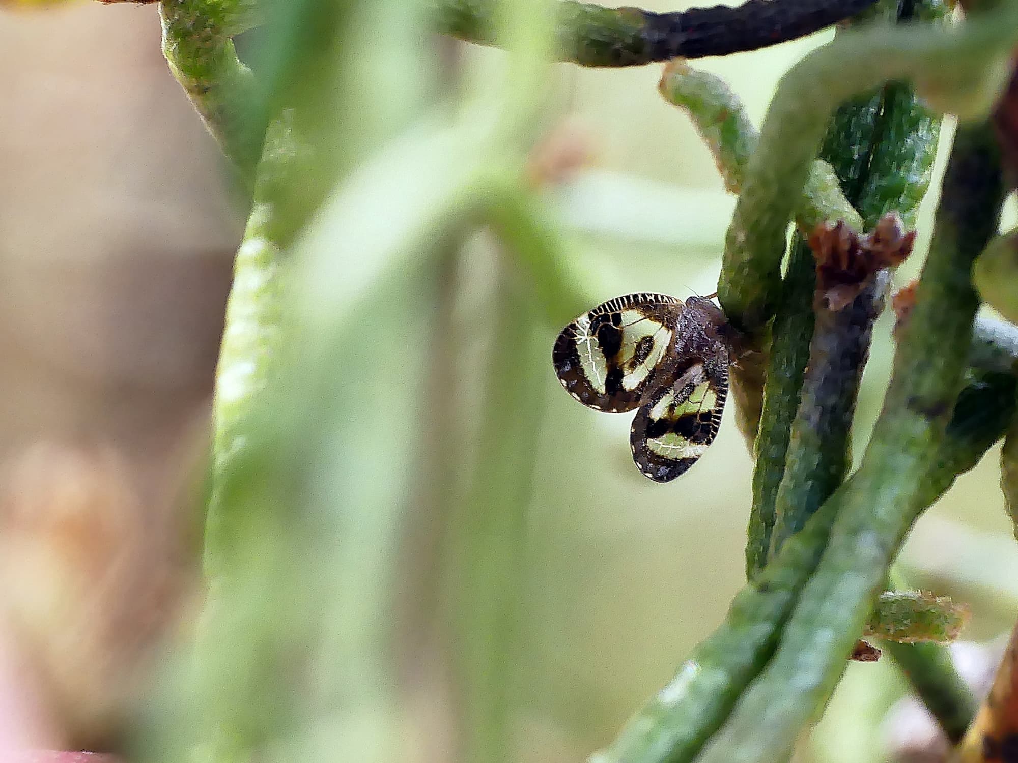 Epithalamium aziola – Ausemade