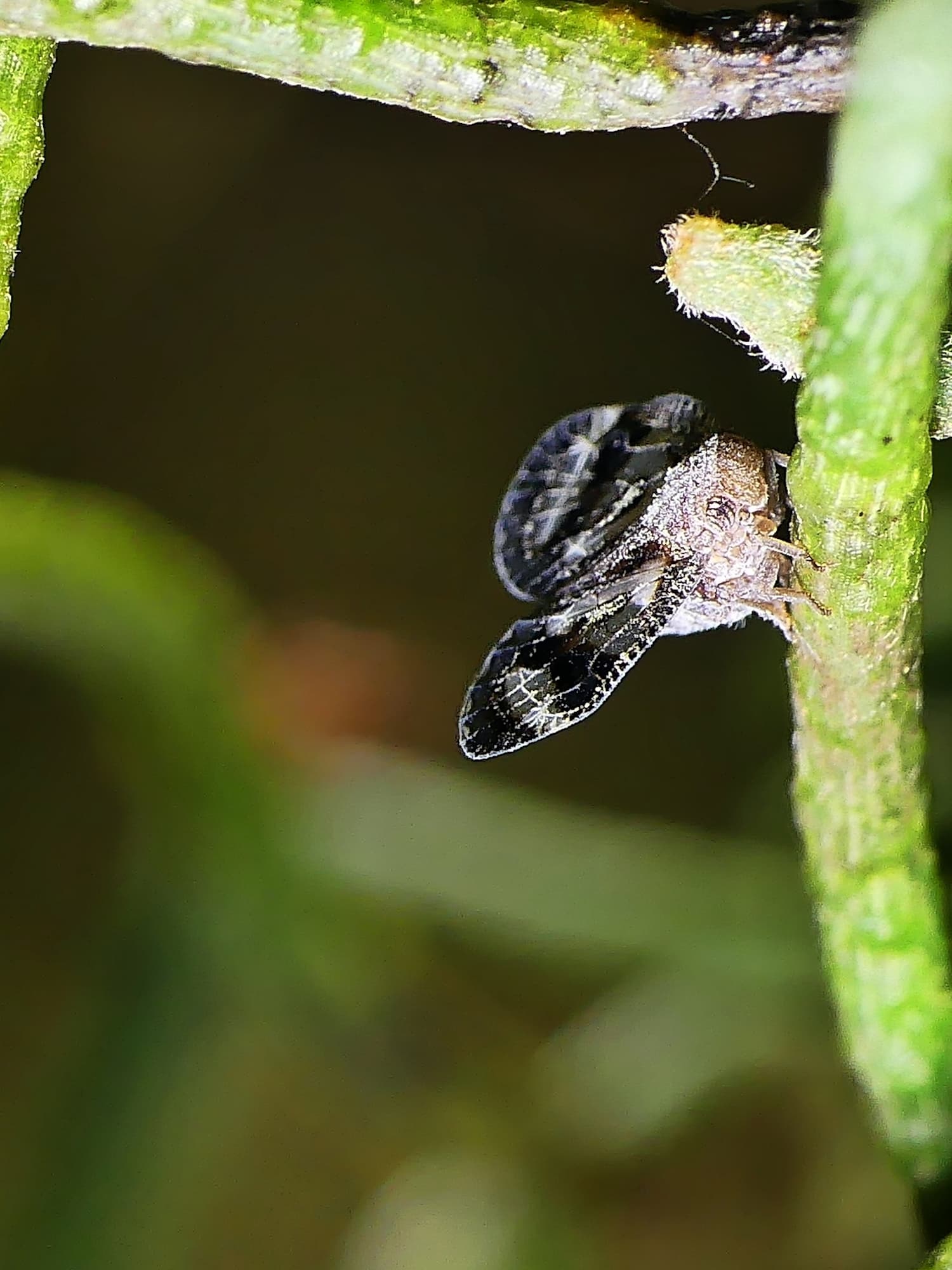 Epithalamium aziola – Ausemade