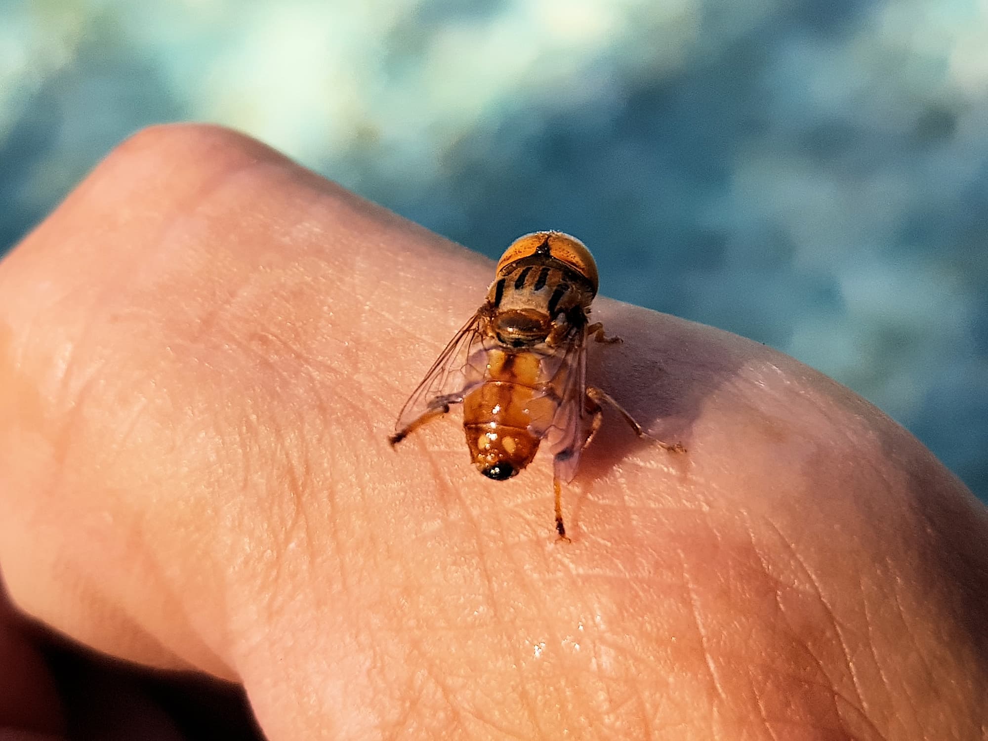 Golden Native Drone Fly (Eristalinus punctulatus) – Ausemade
