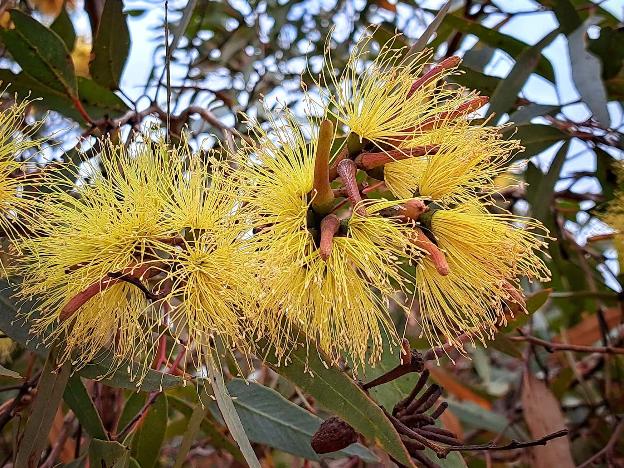 Eucalyptus macrandra (Long-flowered Marlock) – Ausemade