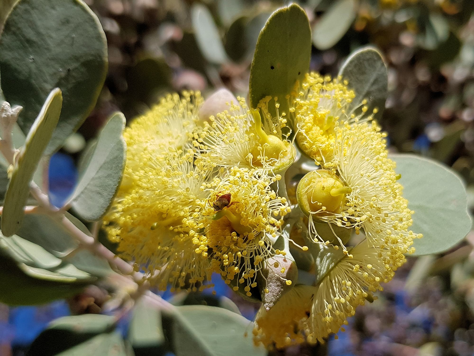 Eucalyptus Index – Ausemade