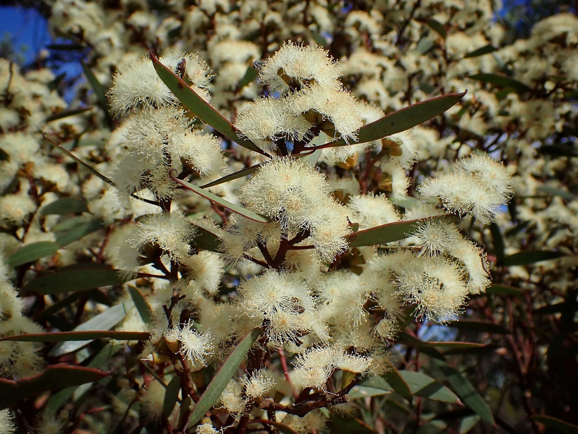 Eucalyptus uncinata (Hook-leaved Mallee) – Ausemade