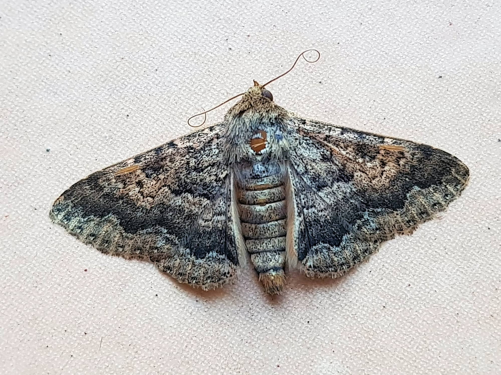 Owlet Moth (Eudesmeola lawsoni) – Ausemade