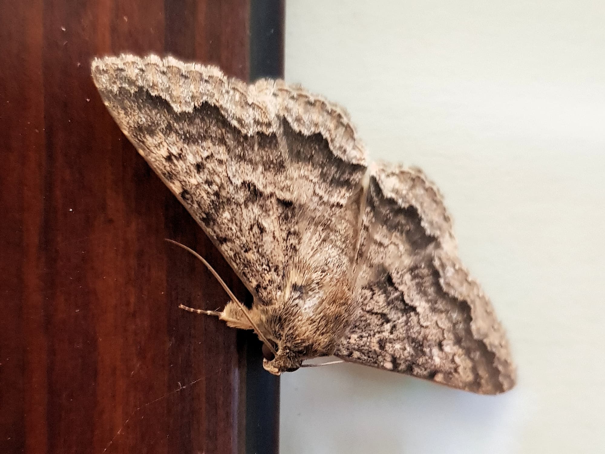 Owlet Moth (Eudesmeola lawsoni) – Ausemade