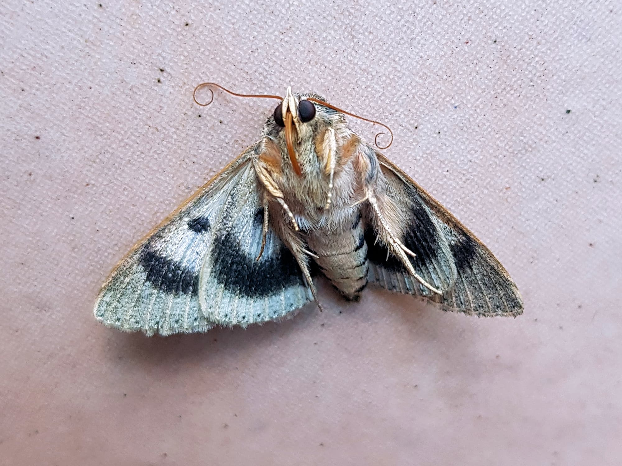 Owlet Moth (Eudesmeola lawsoni) – Ausemade