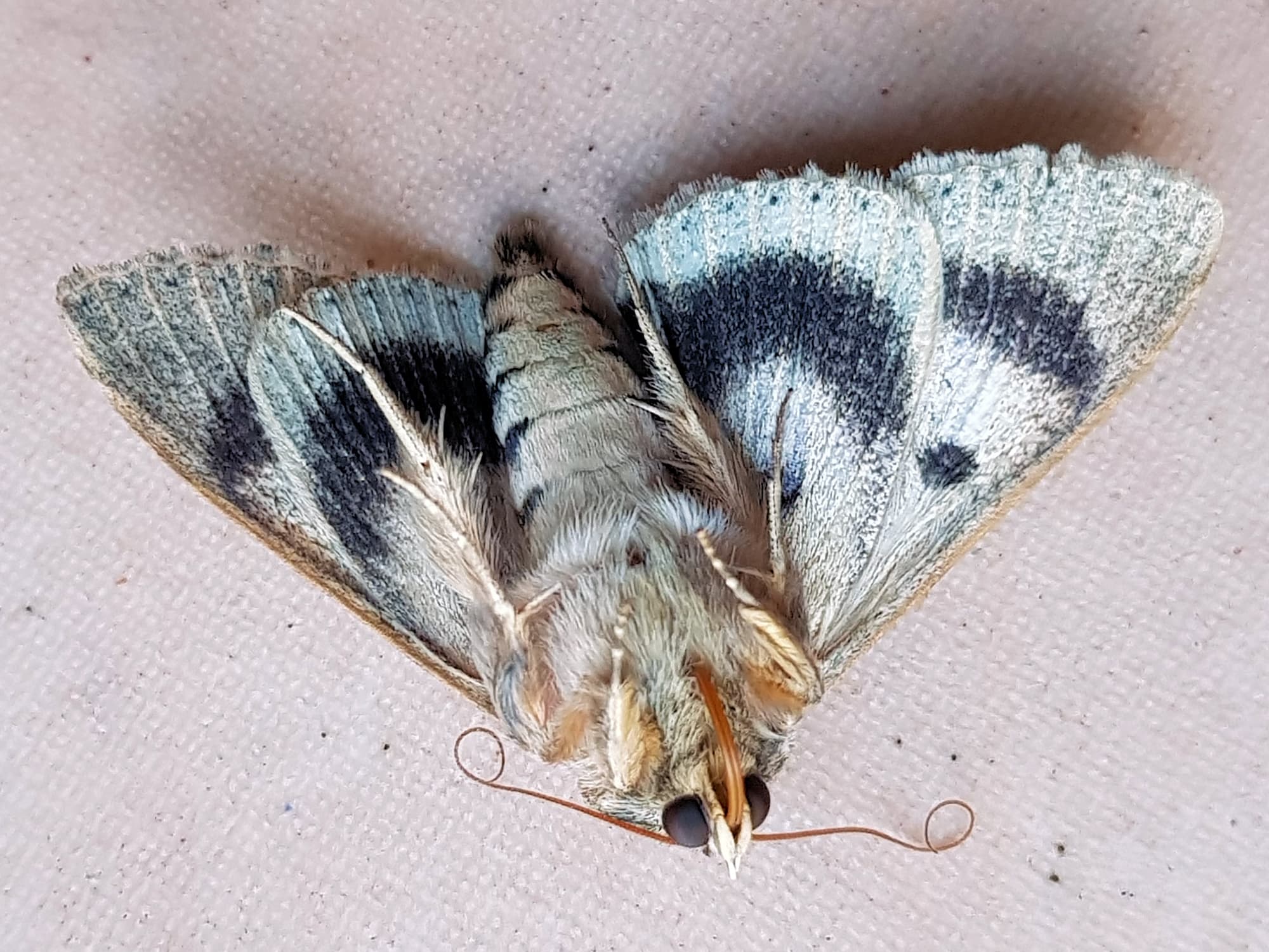 Owlet Moth (Eudesmeola lawsoni) – Ausemade