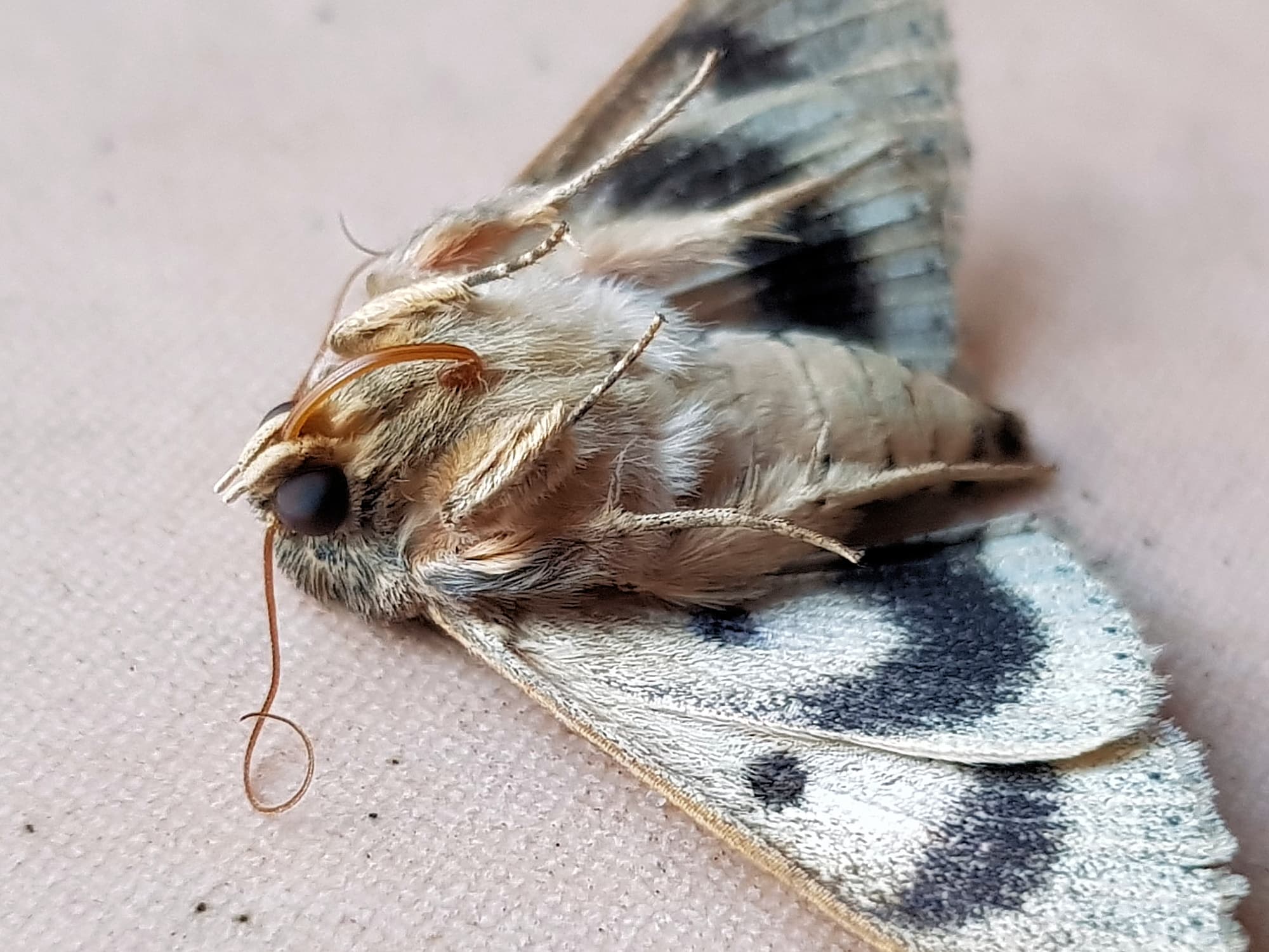 Owlet Moth (Eudesmeola lawsoni) – Ausemade