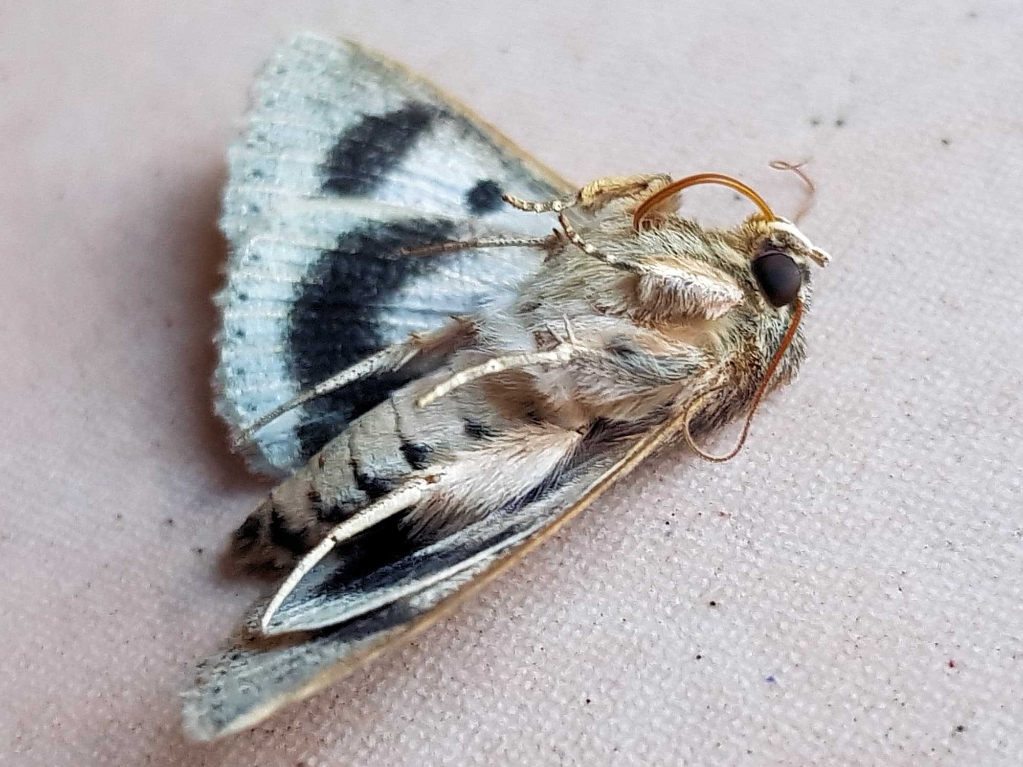 Owlet Moth (Eudesmeola lawsoni) – Ausemade