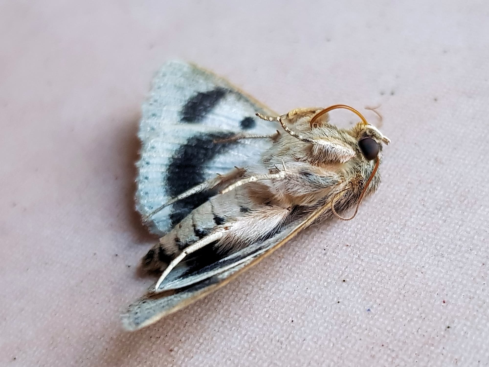 Owlet Moth (Eudesmeola lawsoni) – Ausemade