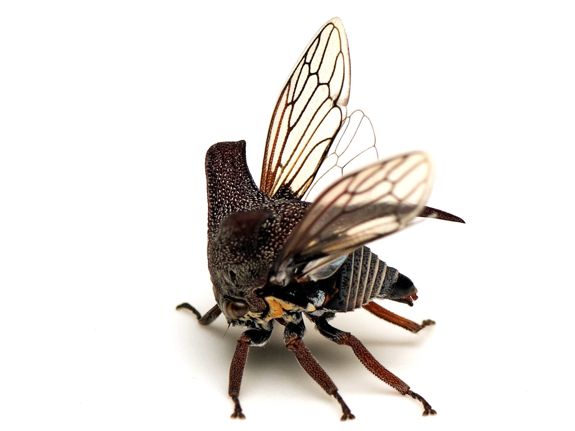 Eufairmairiella – Ausemade