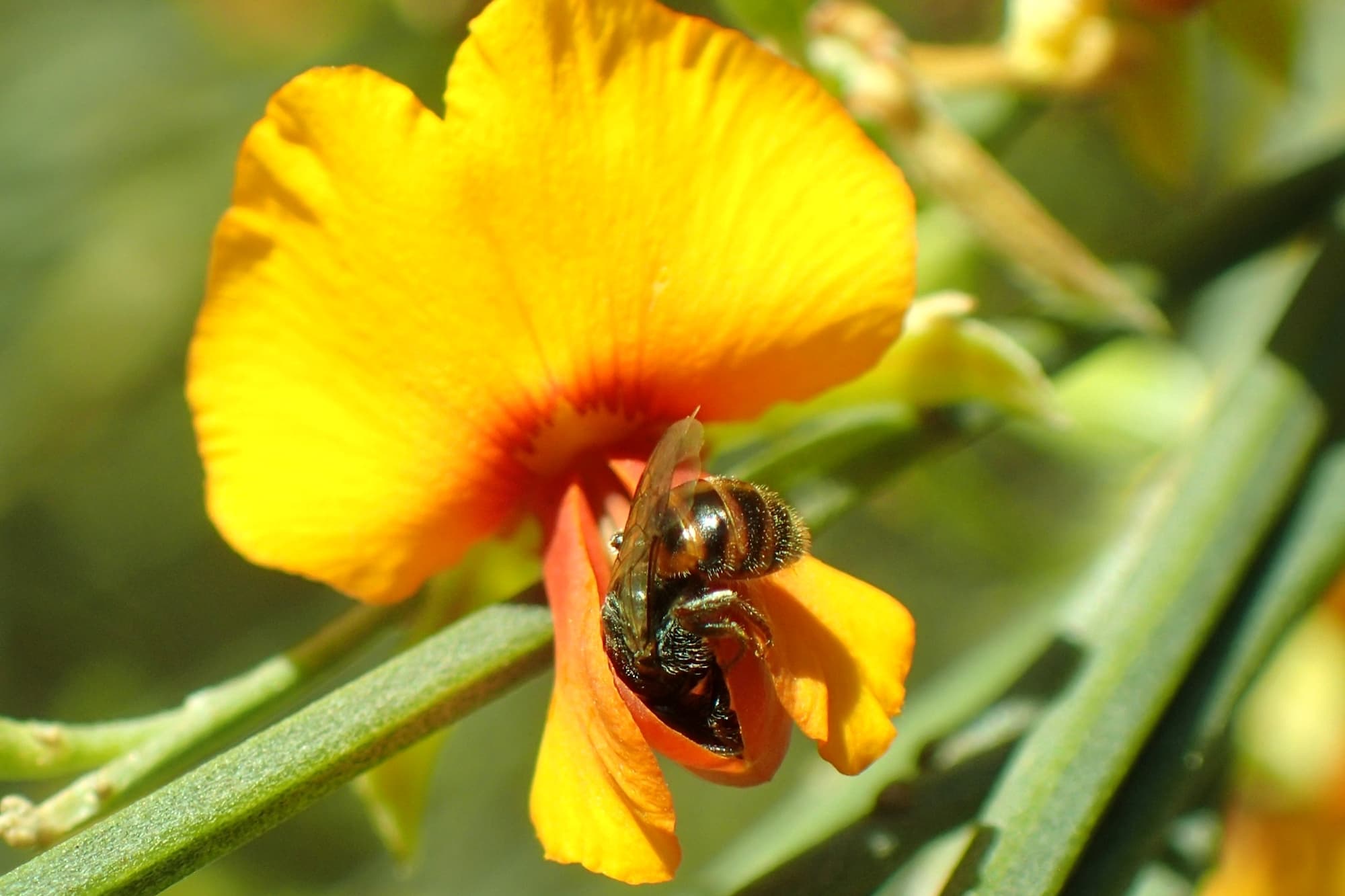 Euhesma – Ausemade