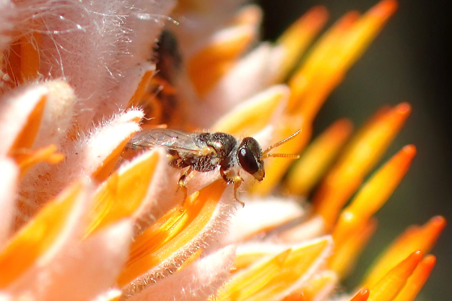 Euhesma – Ausemade