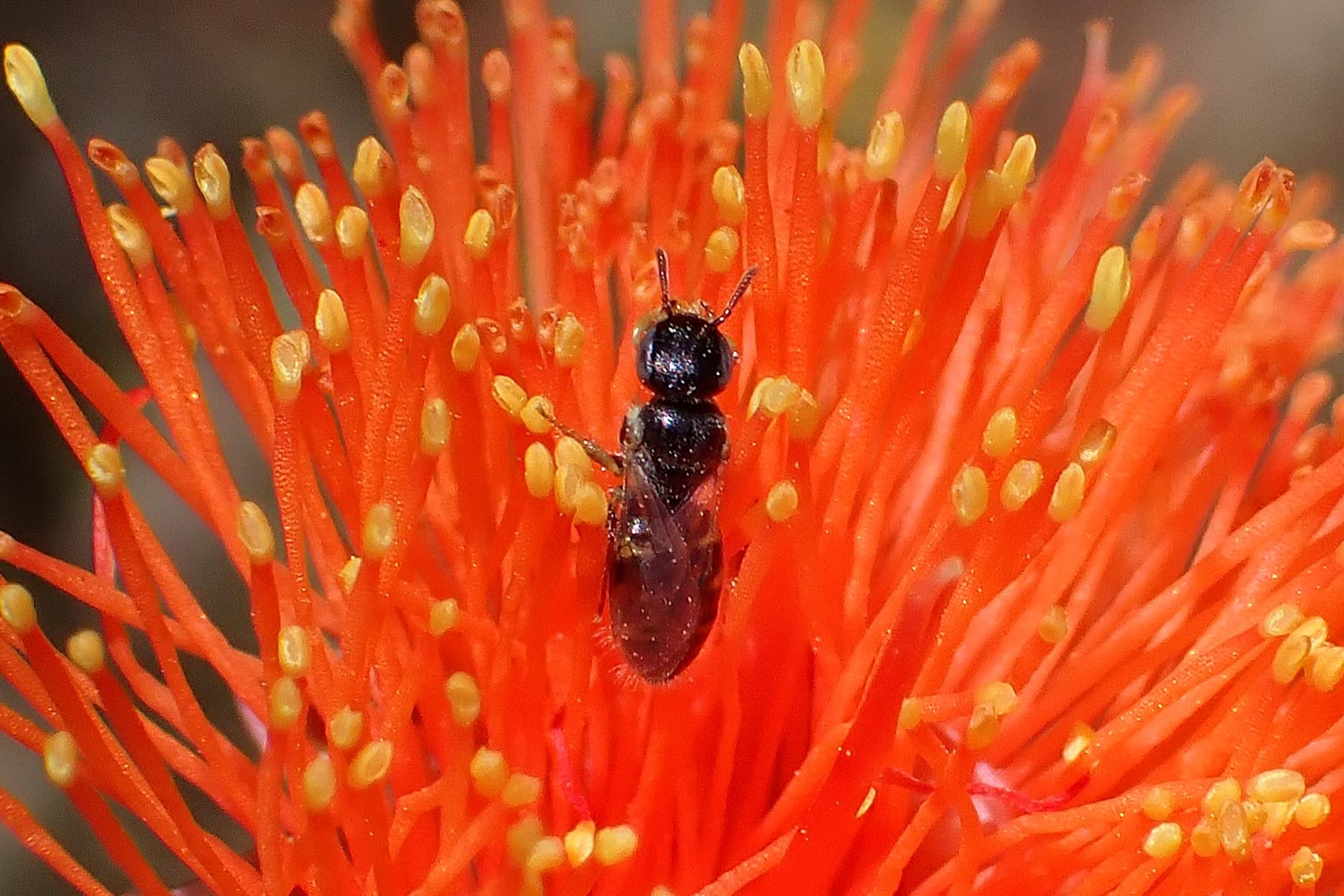 Smallest bee I’ve ever seen… – Ausemade