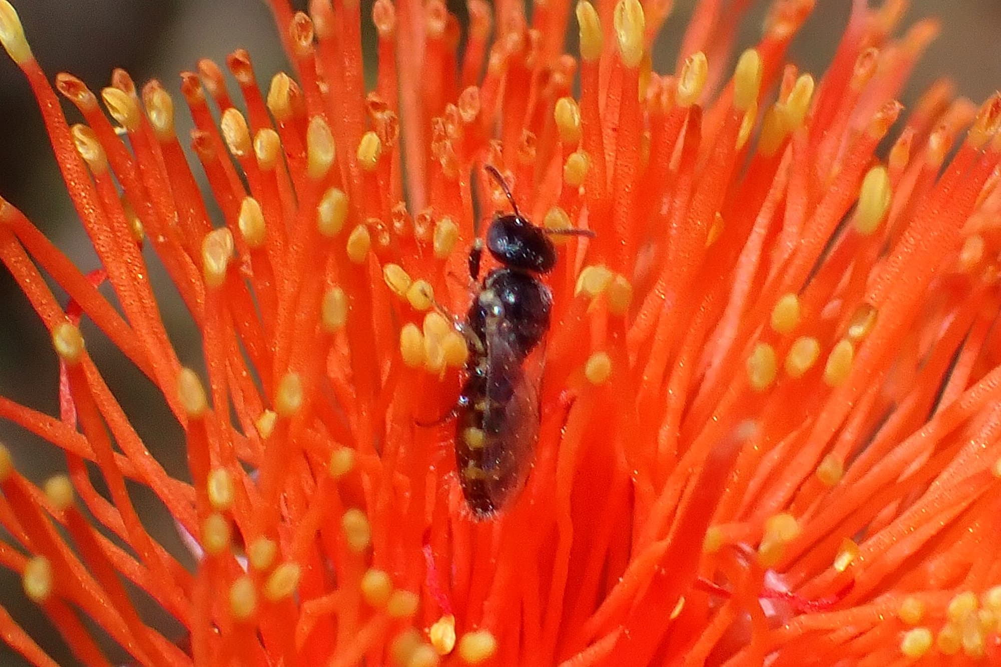 Smallest bee I’ve ever seen… – Ausemade