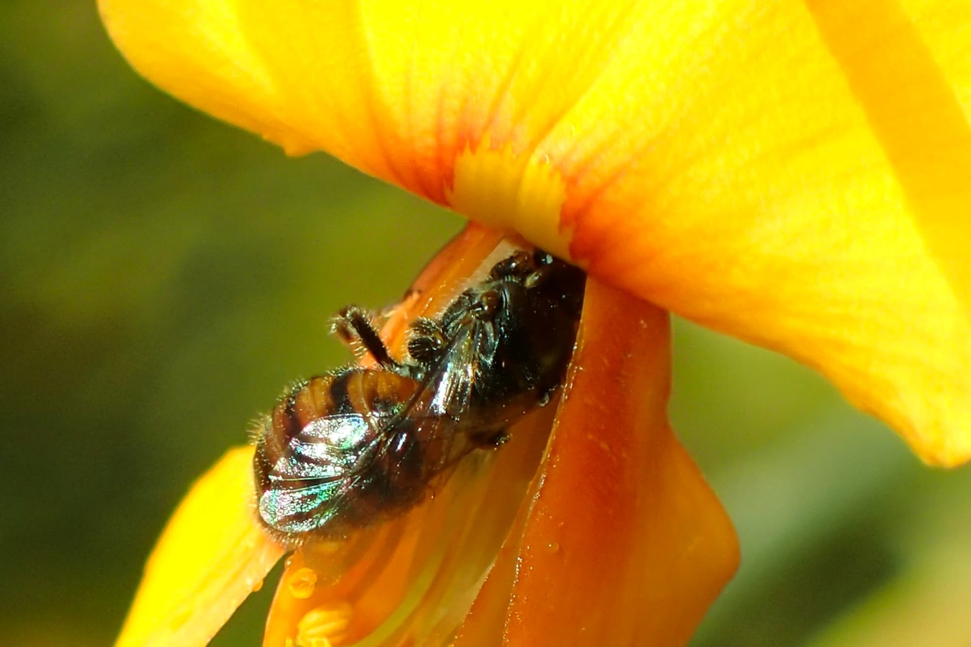 Euhesma – Ausemade